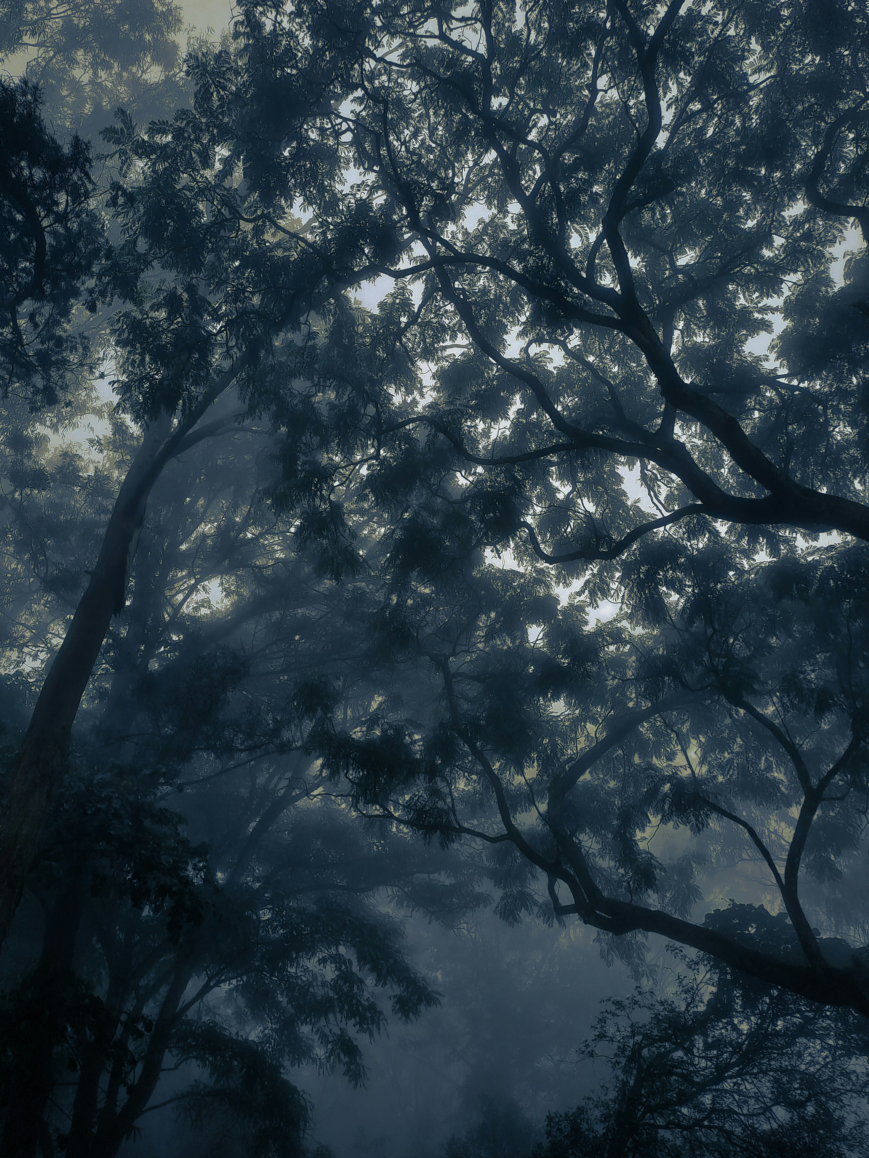 Atmospheric forest canopy photograph in cool blue tones with sunlight slicing through dense branches and mist. This image emphasizes depth and mood.