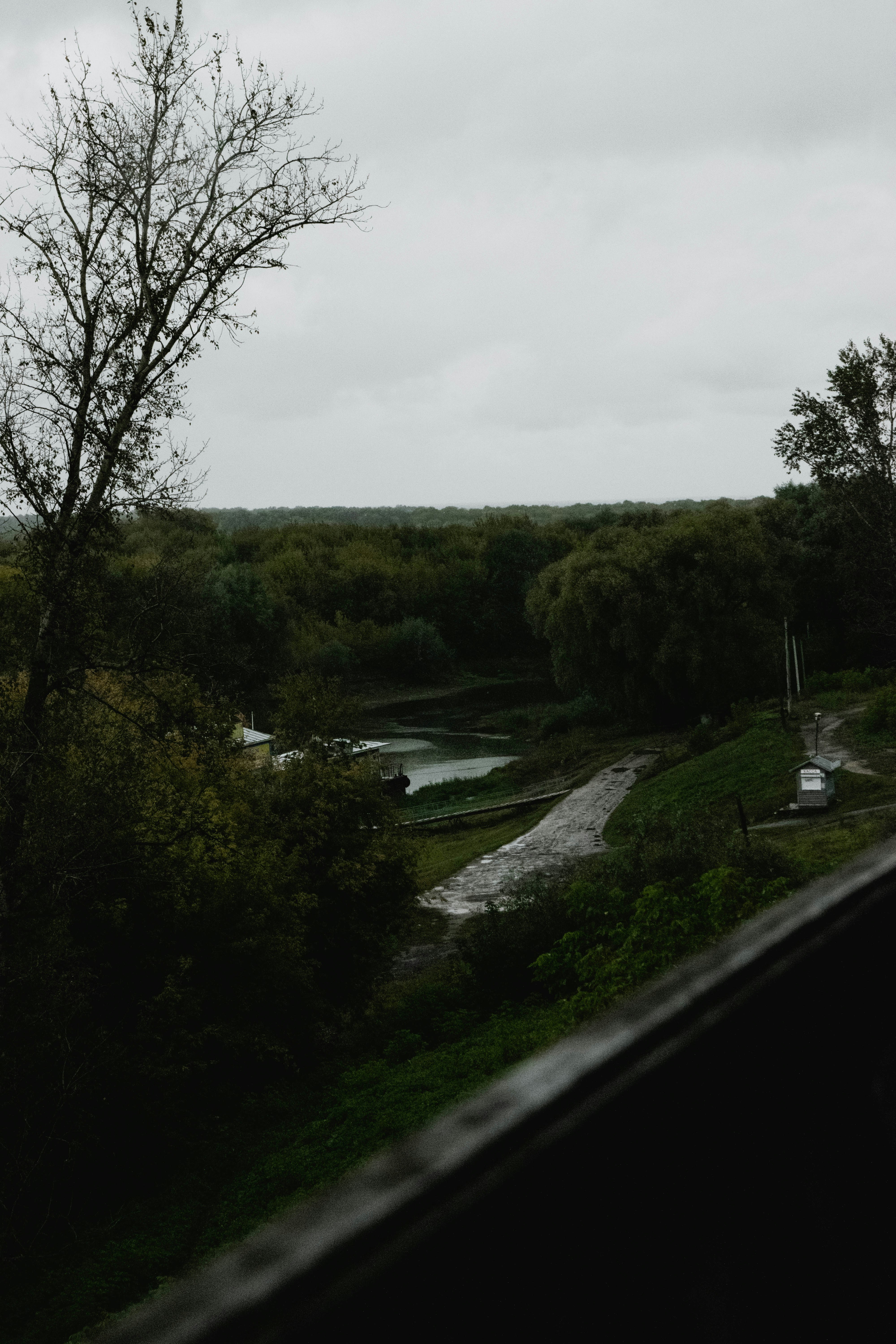 forest