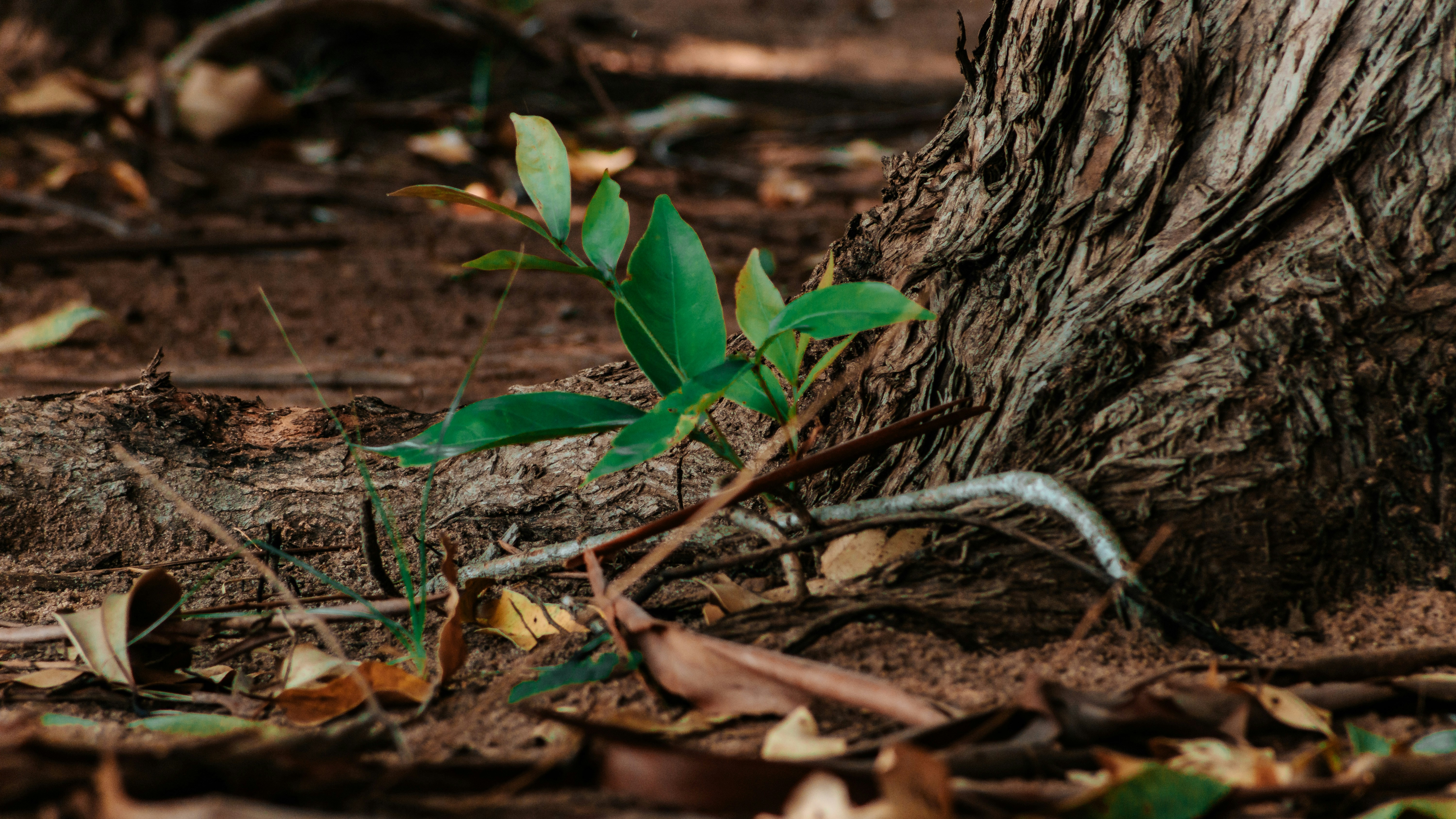 a small plant growing out of the ground