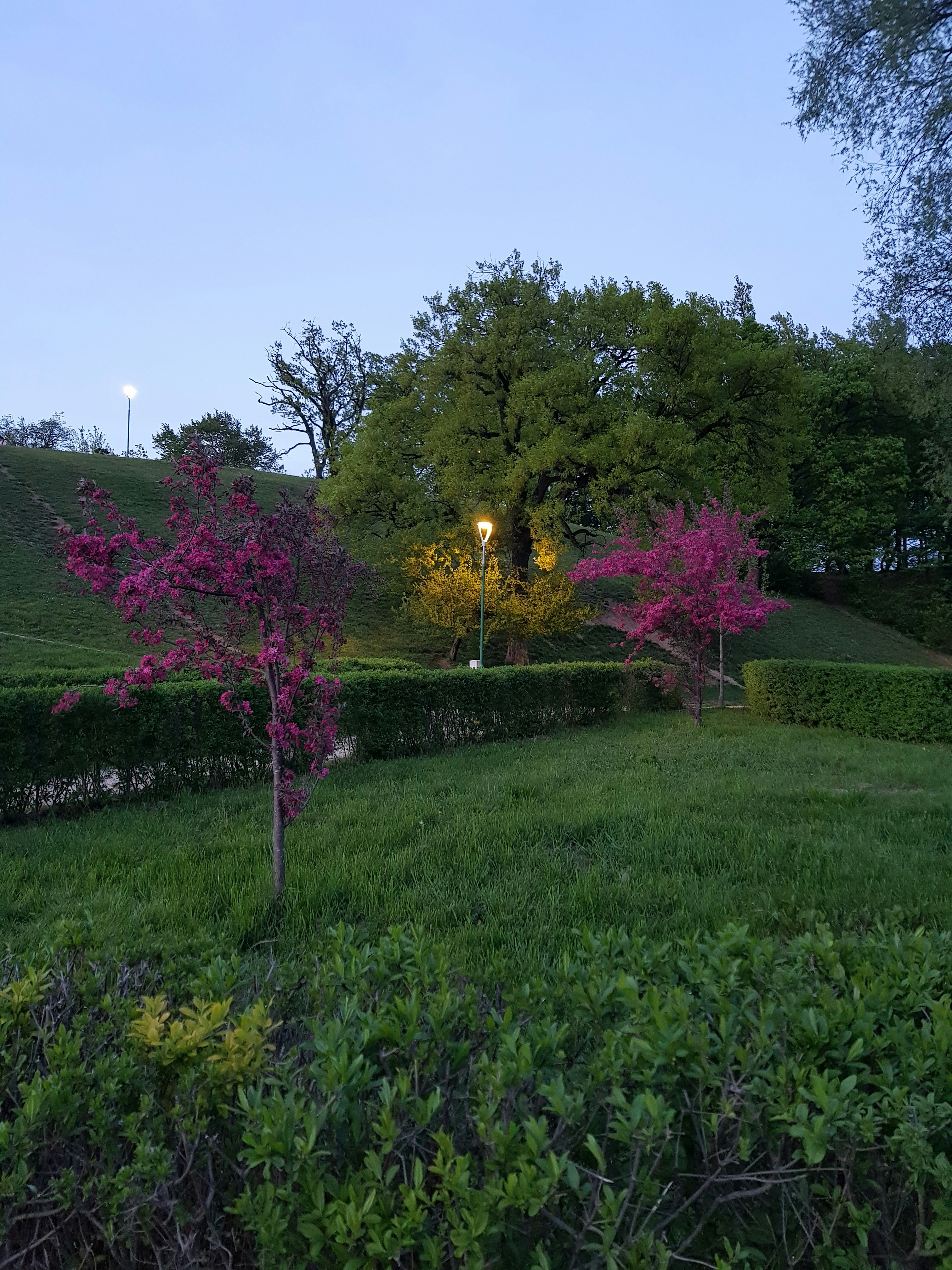 Dusk Lantern Among Pink Blossom Trees in a Quiet Park