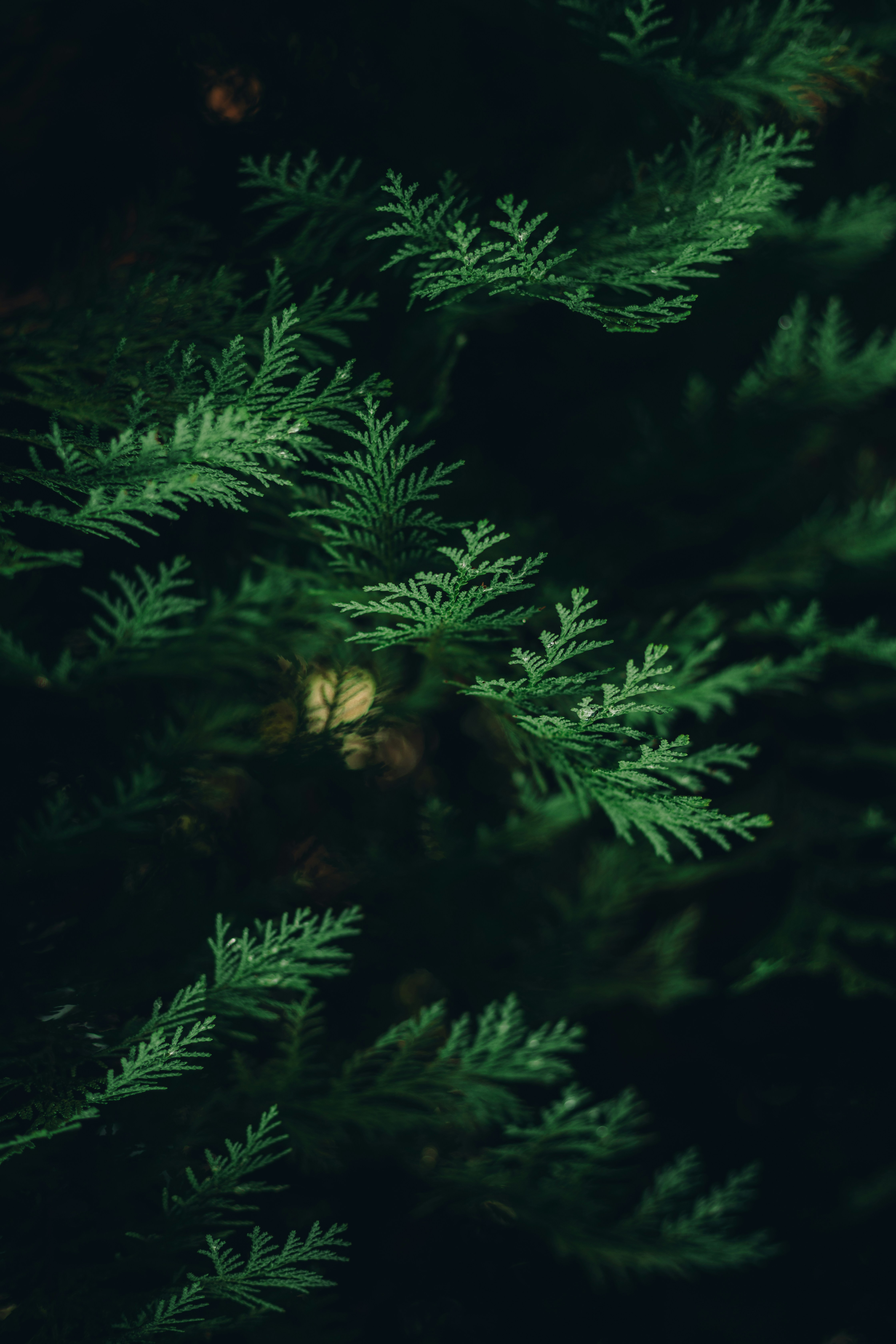 Close-up of vibrant green foliage showcasing intricate leaf patterns against a dark backdrop.