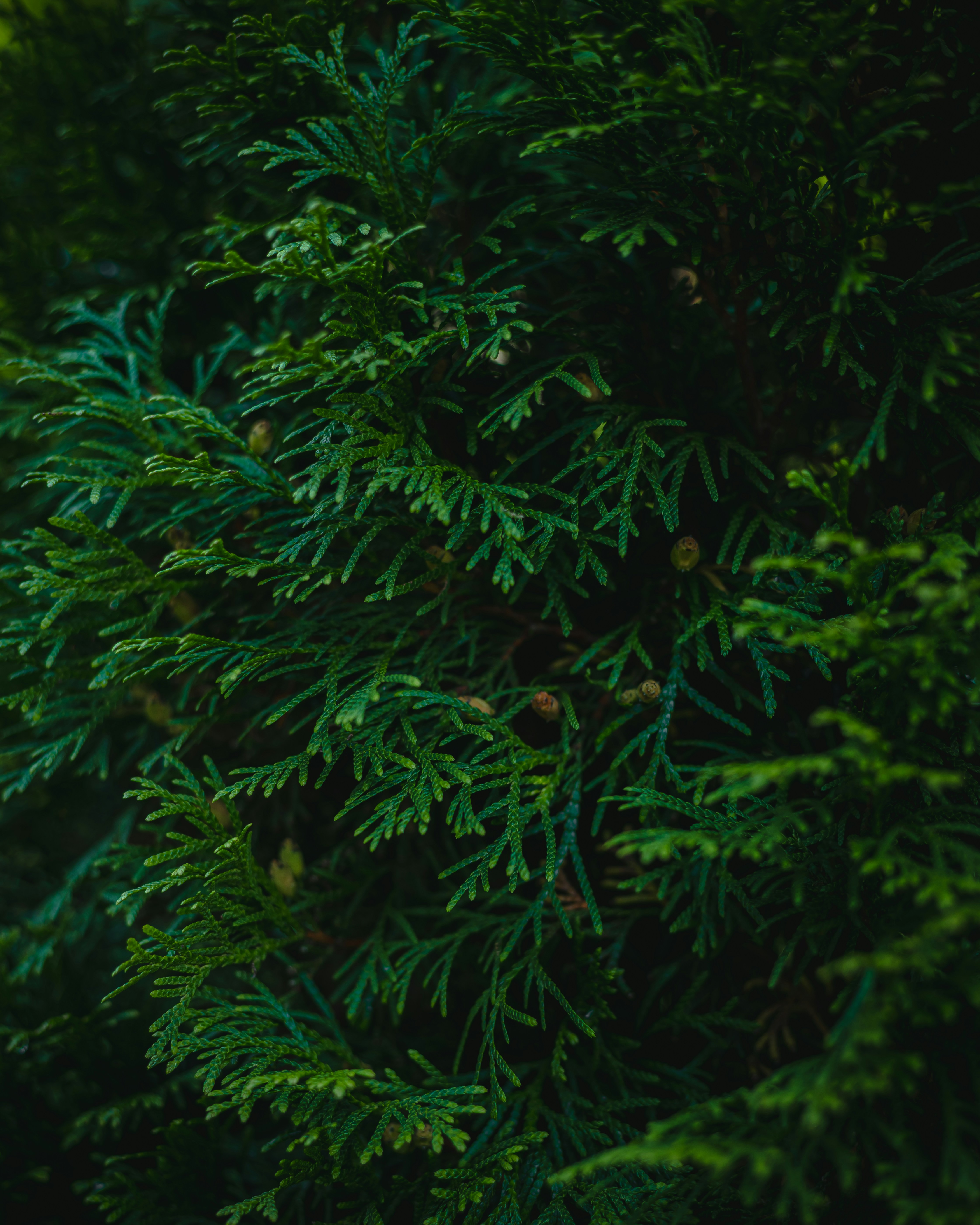 Sapin Texture Photos | Télécharger des images gratuites sur Unsplash