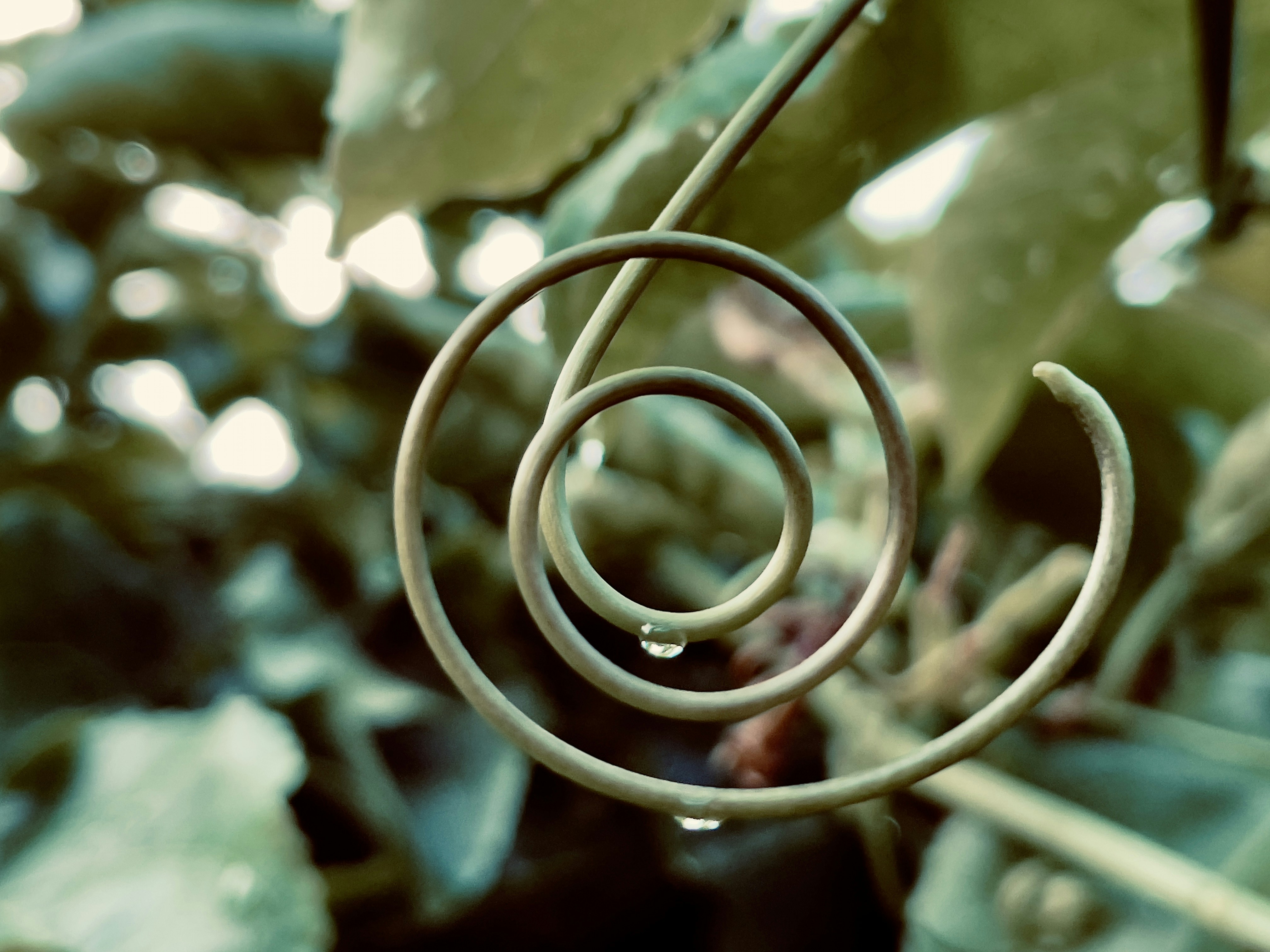 Spiral Dew: Macro Focus on a Verdant Coil