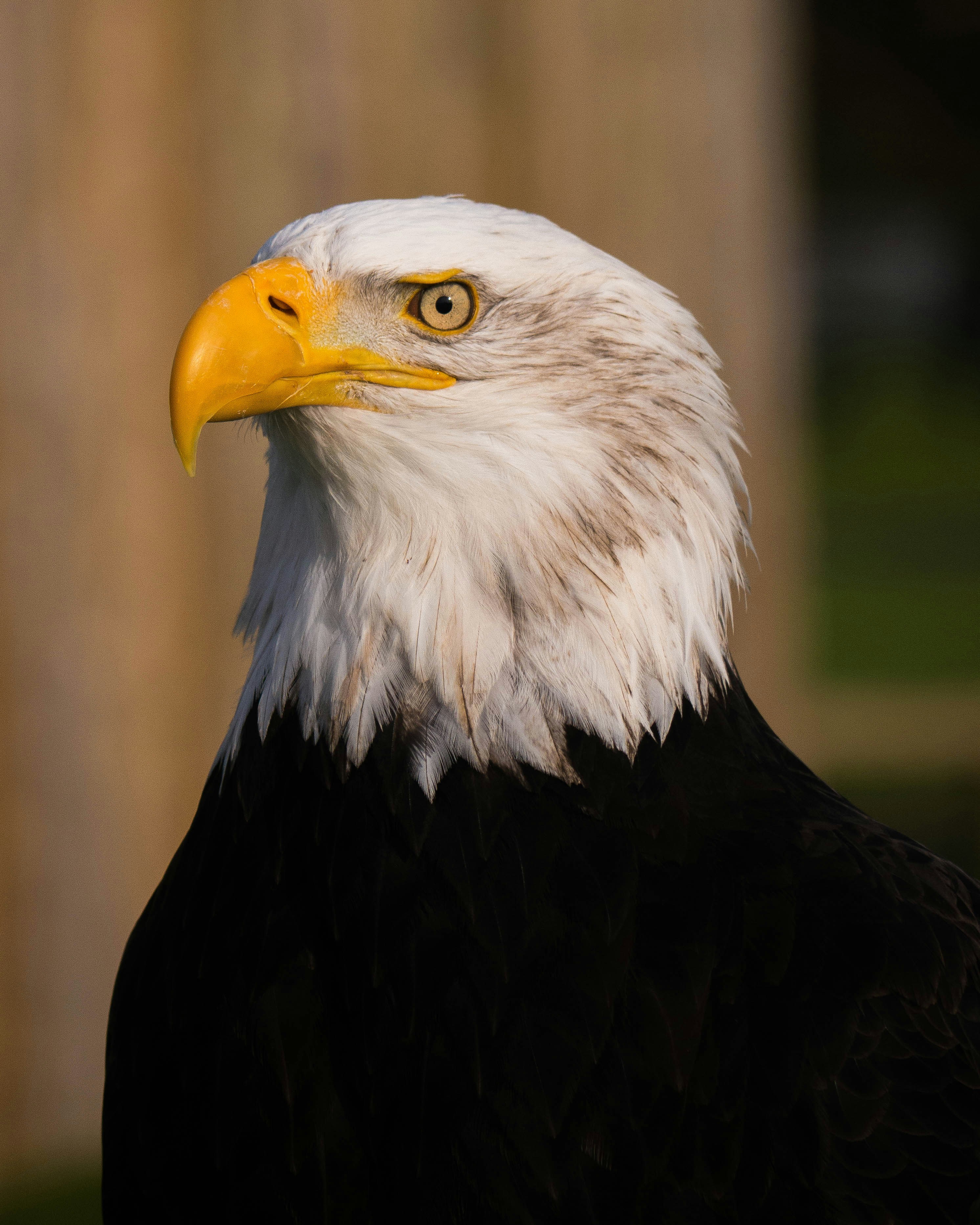 A bald eagle with yellow beak photo – Free Bird Image on Unsplash