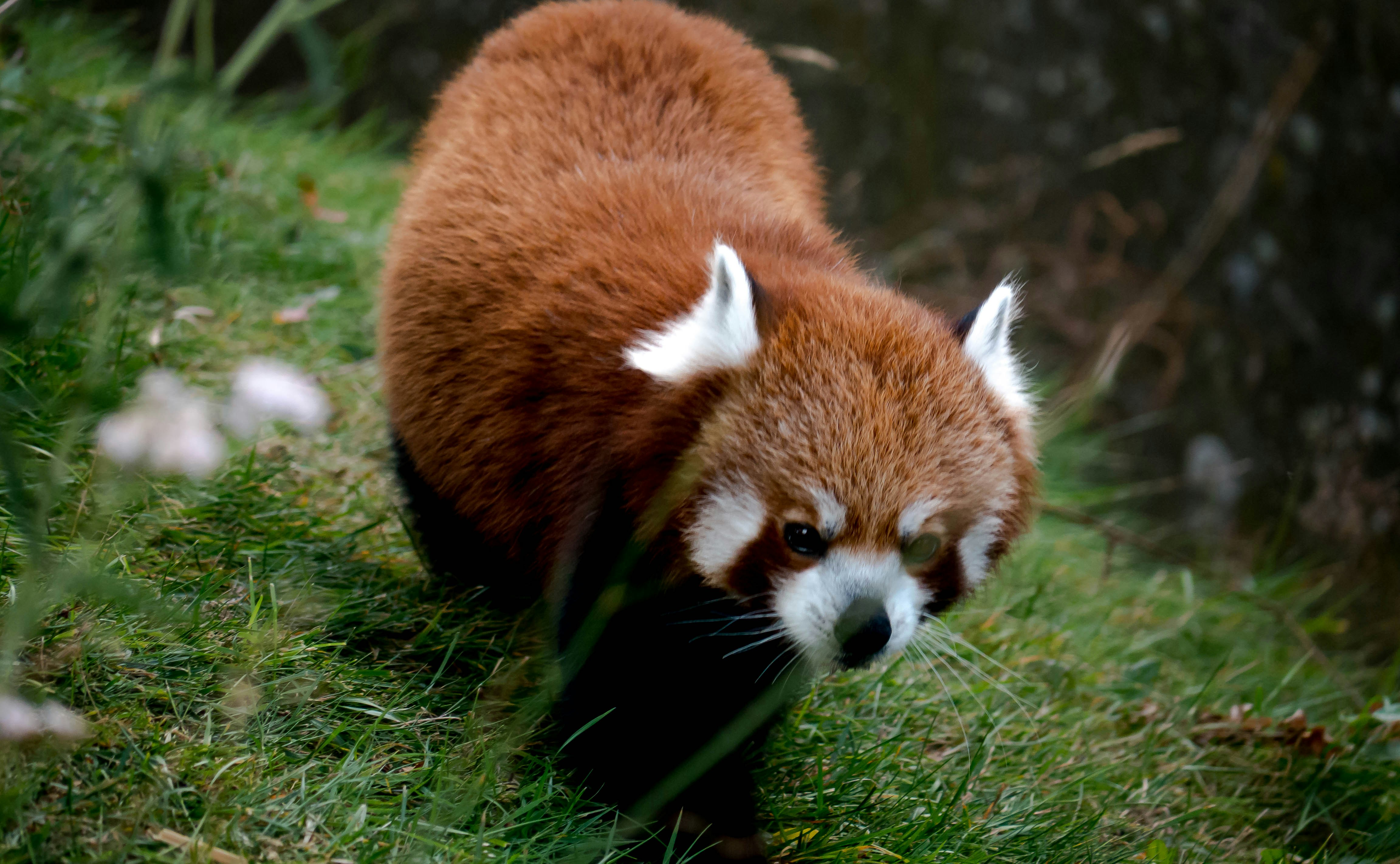 Red Panda