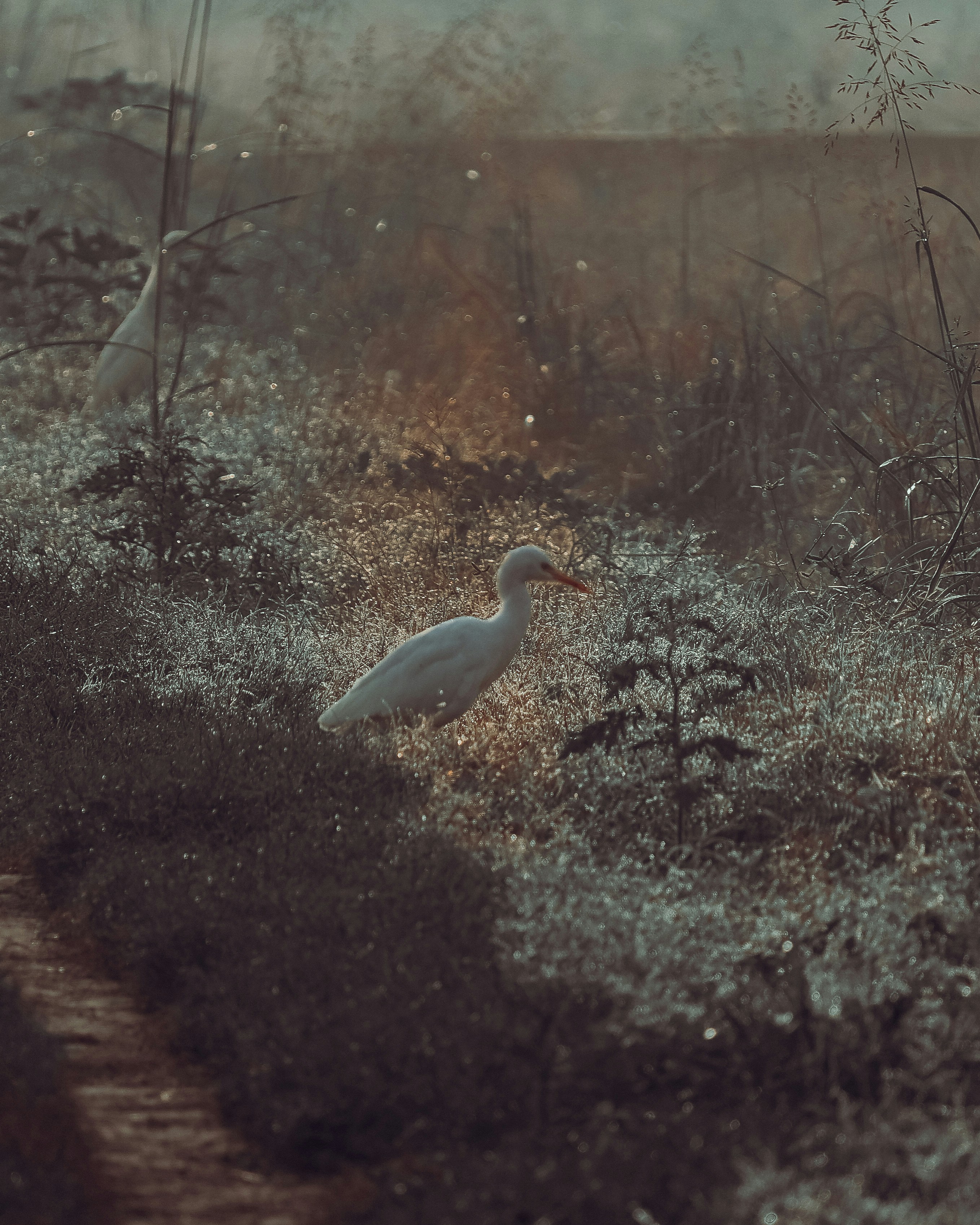 Egret in a Dew-Kissed Meadow: Soft Light over a Narrow Path
