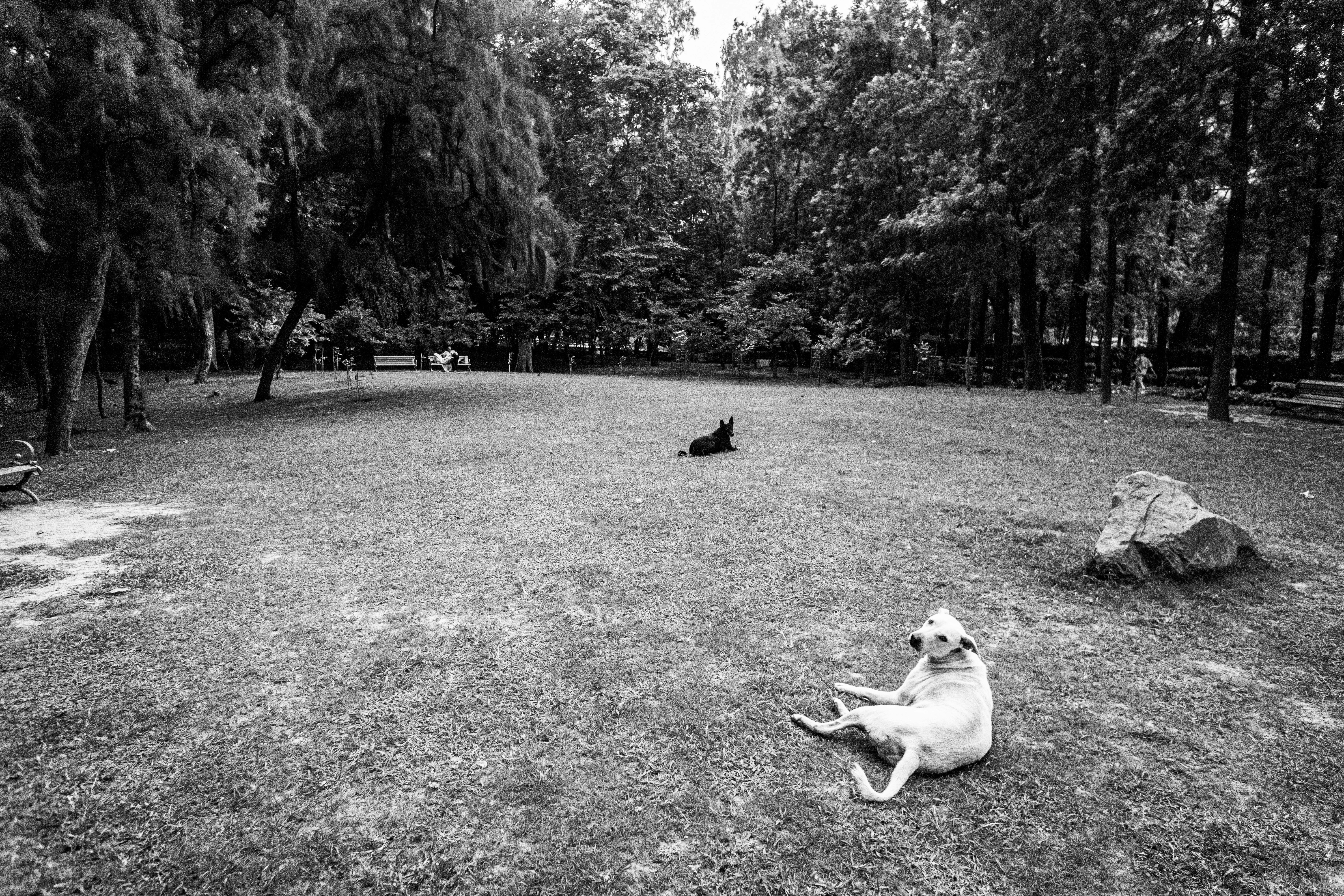 a dog lying on the grass