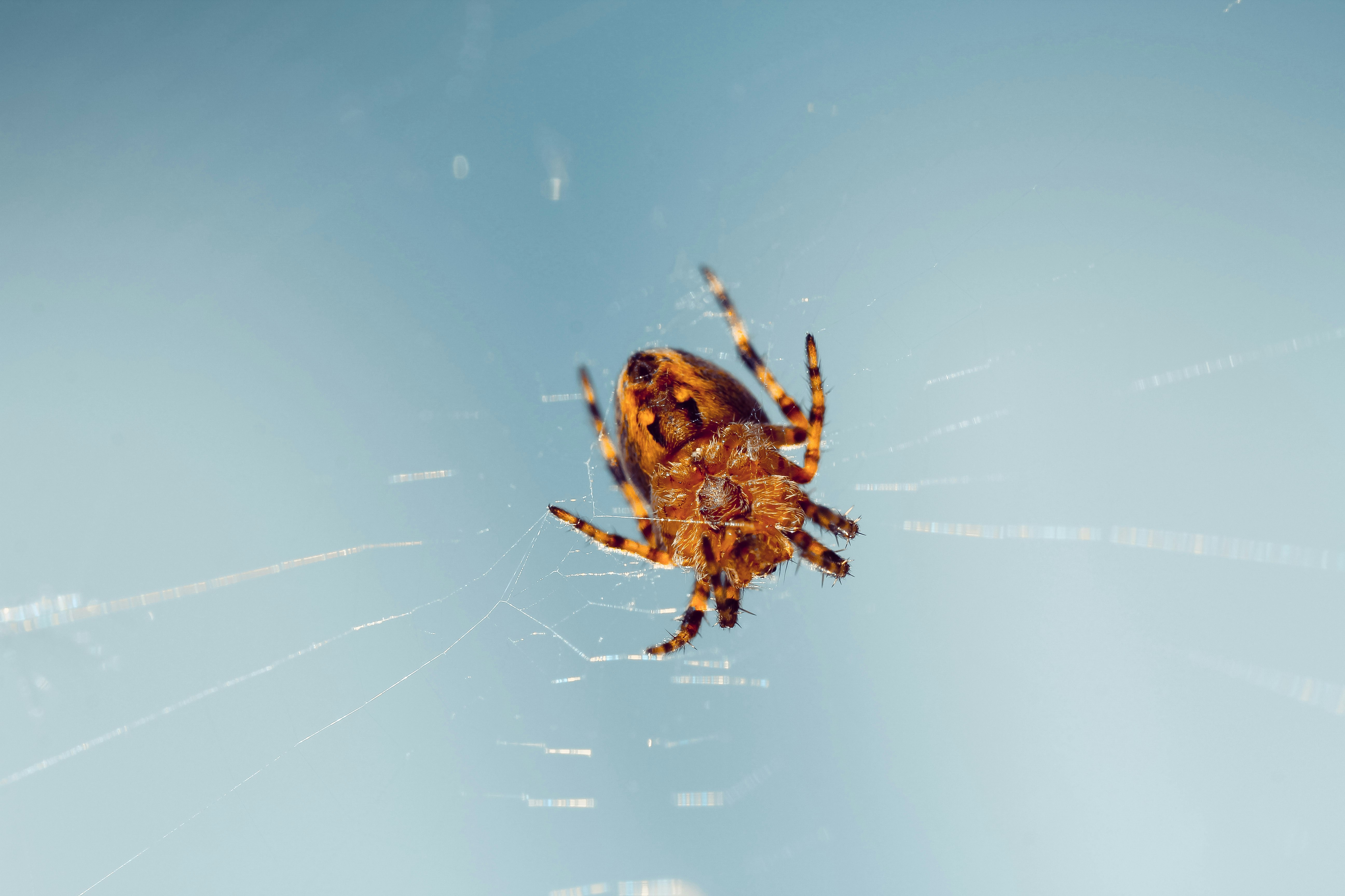 Microcosmos