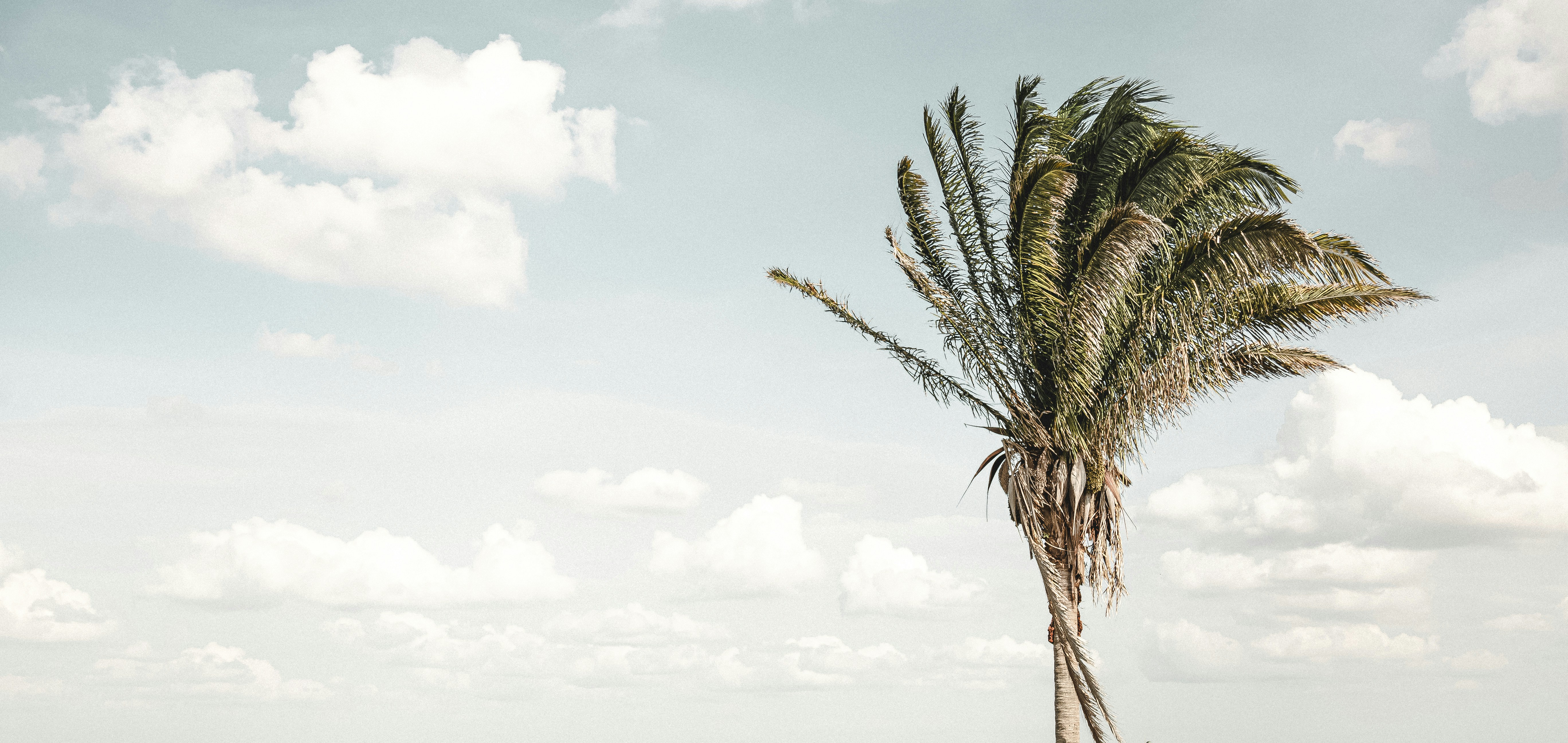 Whispers of the Wind: A Lone Palm's Dance