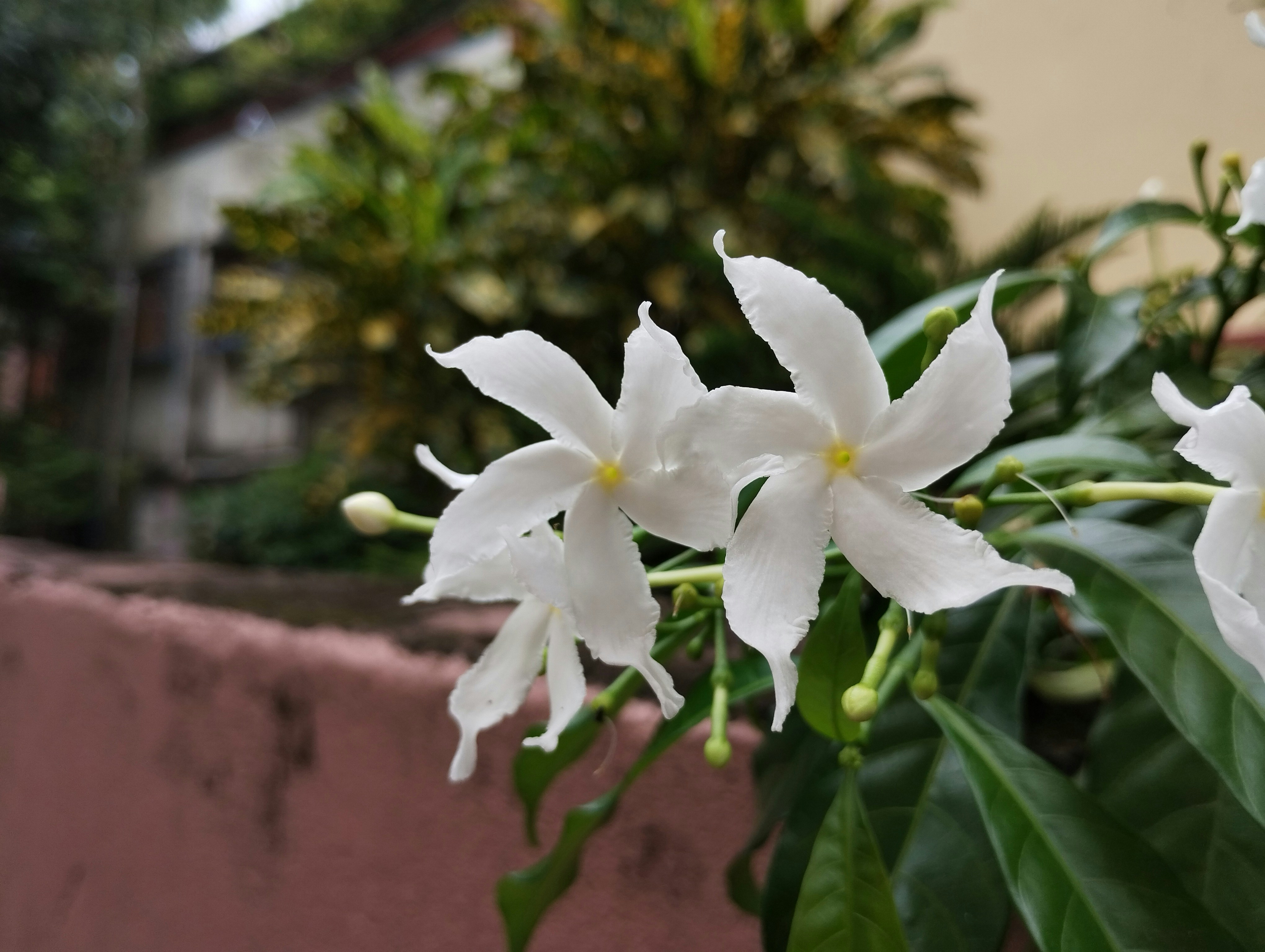 Sample photo from Motorola Moto G52