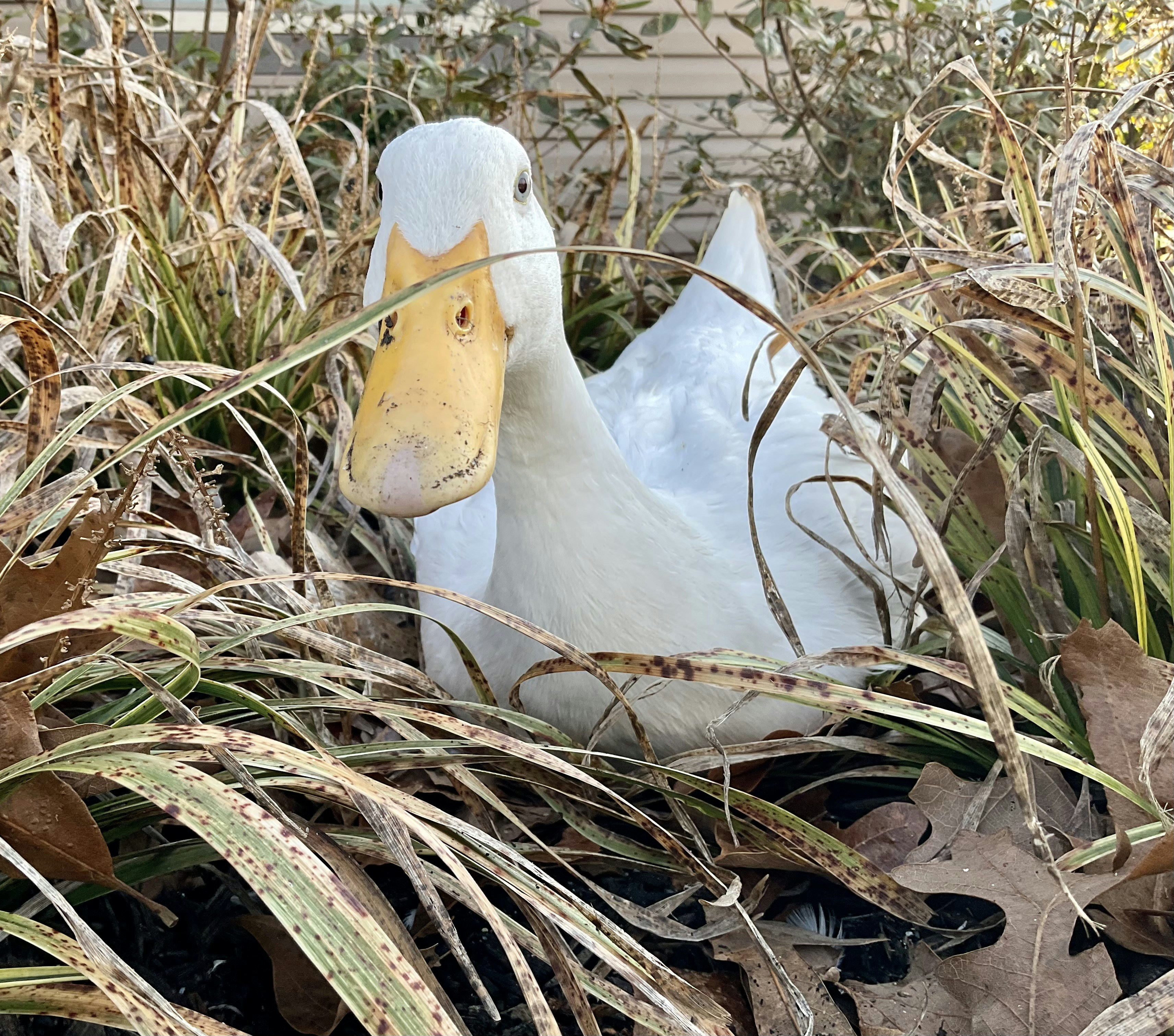 A white duck nestled among dry grass and fallen leaves, blending harmoniously with its surroundings.