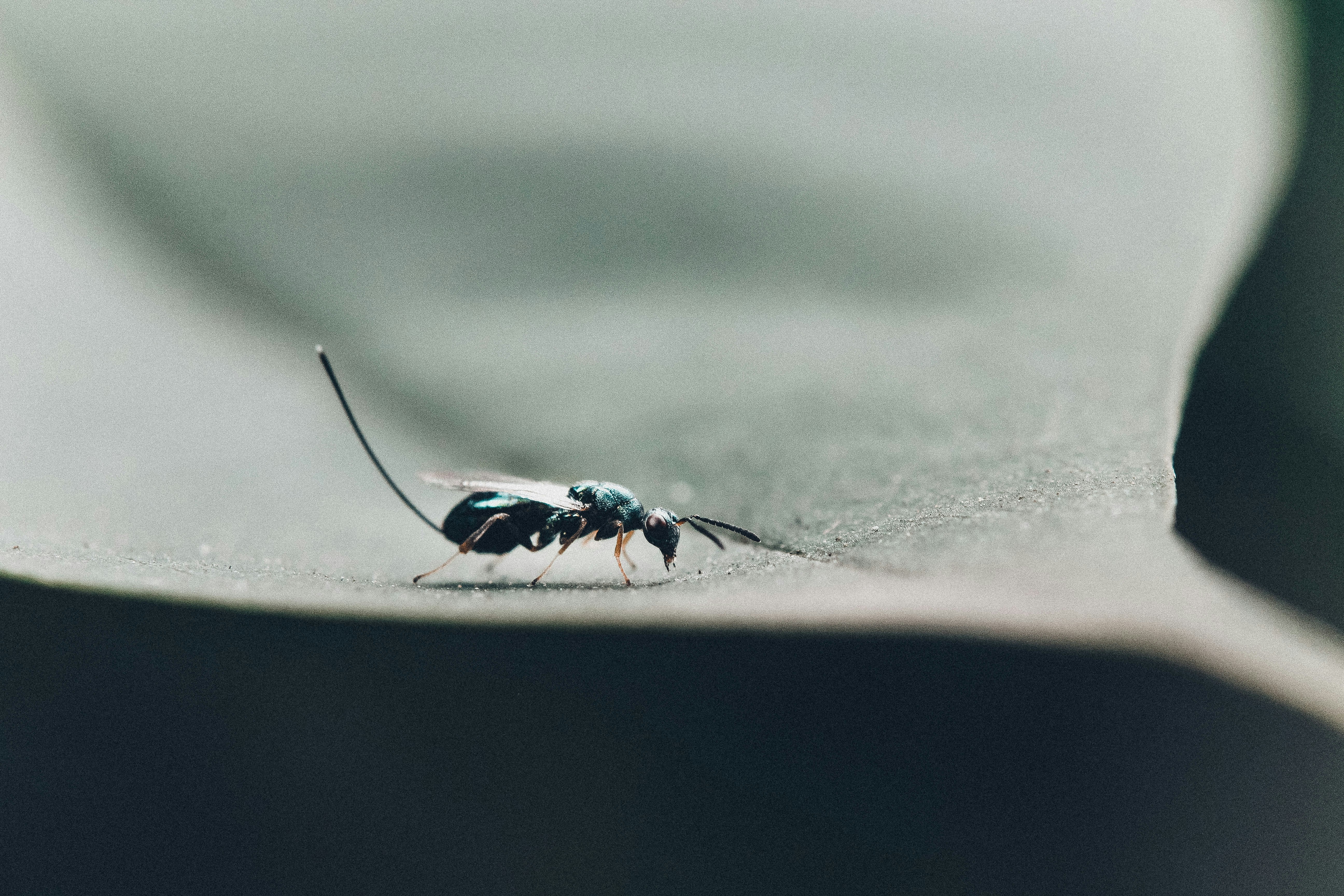 A black and white insect photo – Free Insect Image on Unsplash