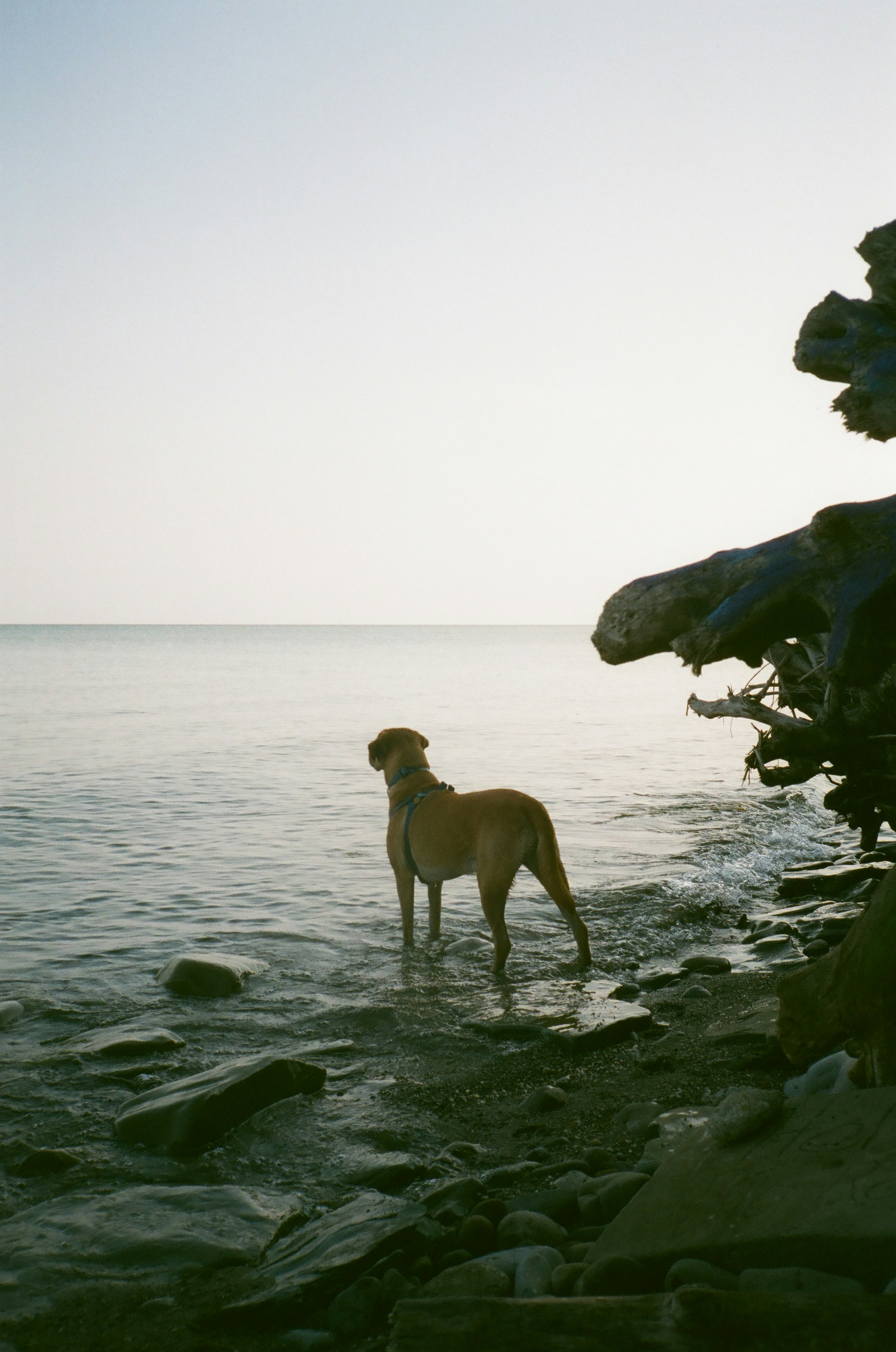 Lone Hound at the Quiet Shore