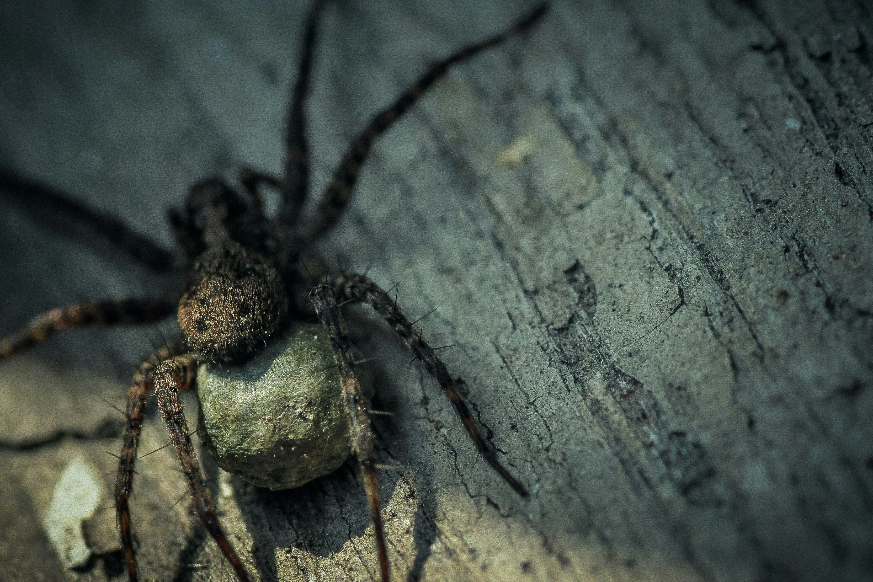 A spider on a rock photo – Free Insect Image on Unsplash