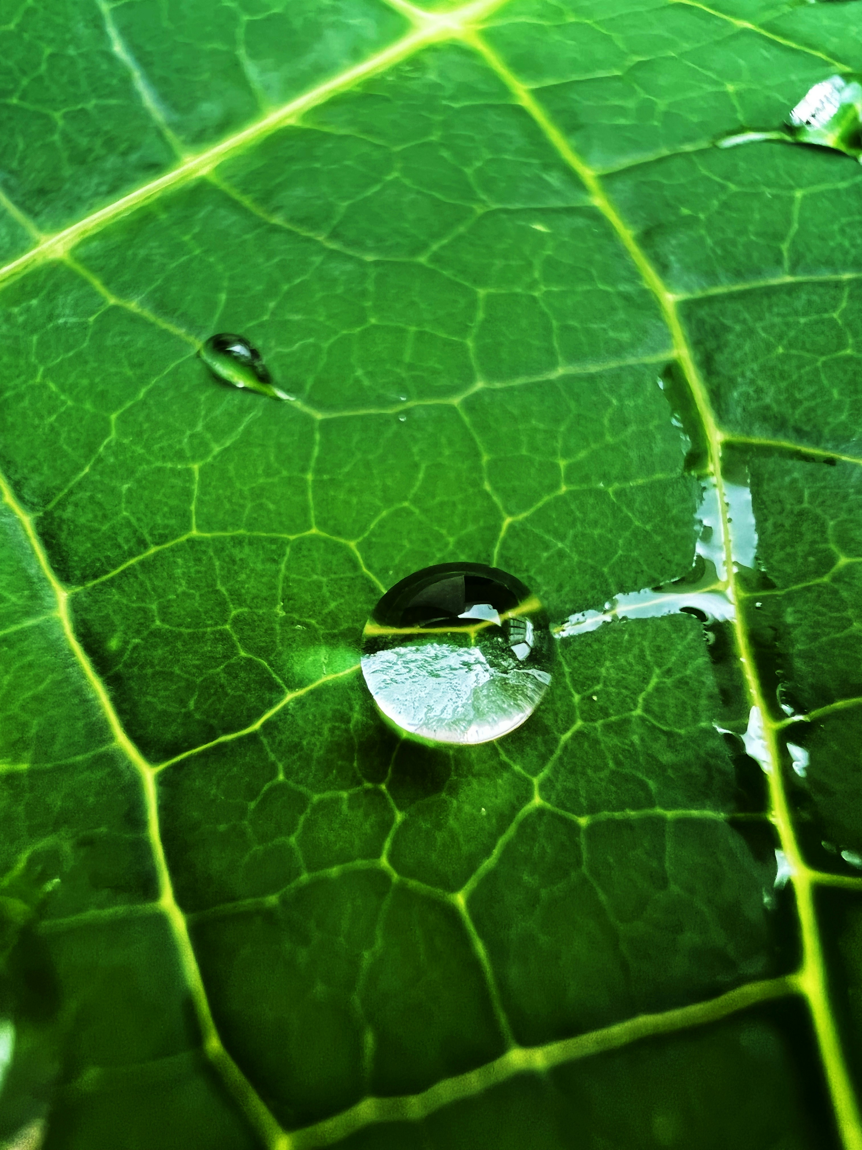 Nature's Crystal: A Drop of Life