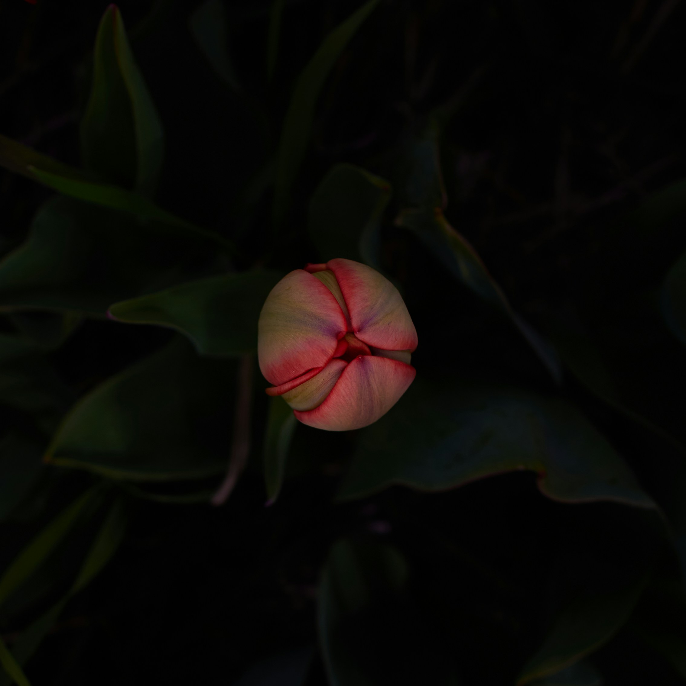 A Hidden Bloom in the Velvet Dark