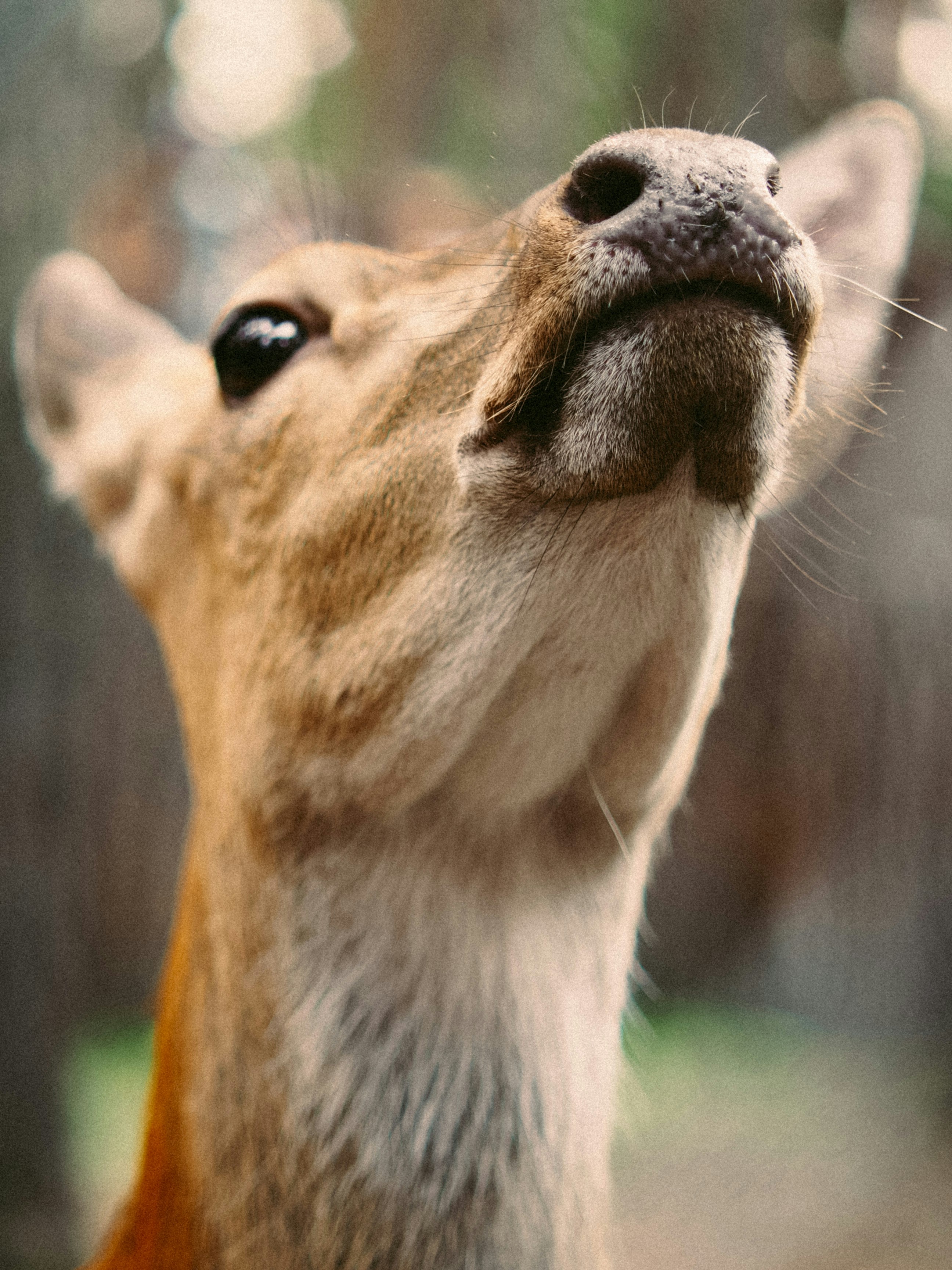 Nose to the Sky: a curious deer at the forest edge