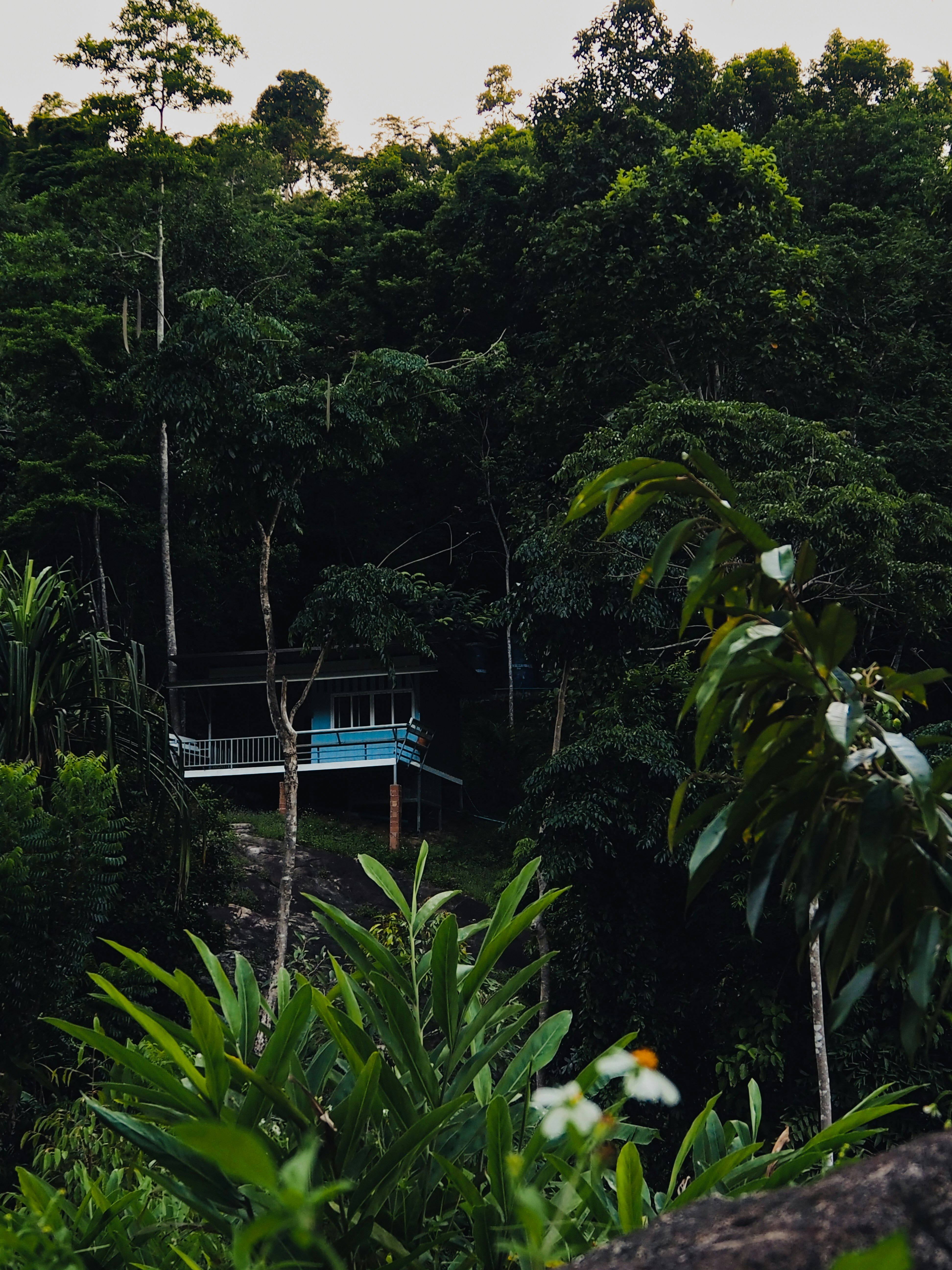 A charming blue cabin nestled within dense tropical foliage, surrounded by vibrant plants and trees. The scene evokes a sense of tranquility and connection with nature.