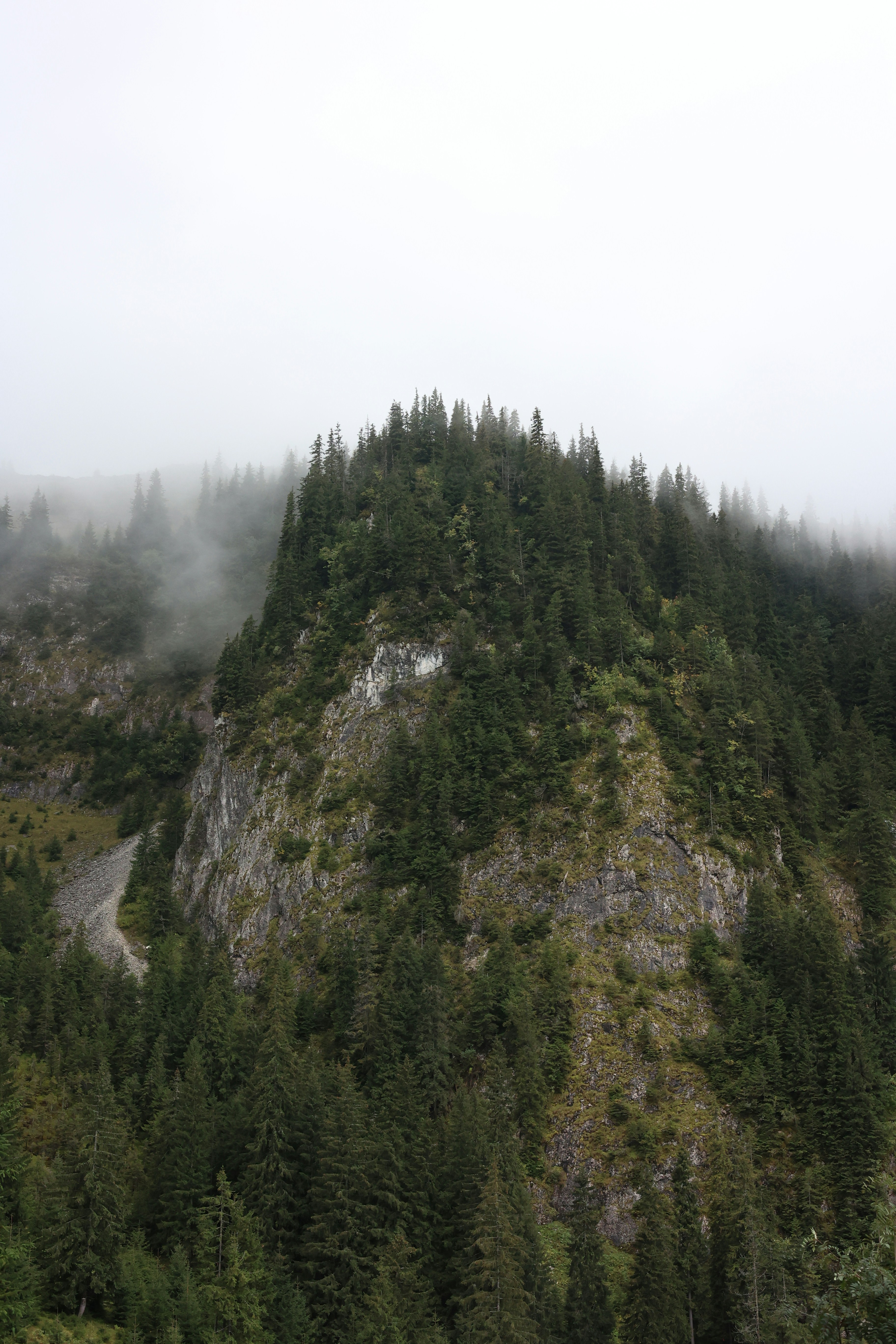 Mist-Ensconced Summit: A Pine-Clad Ridge Rising into Low Clouds