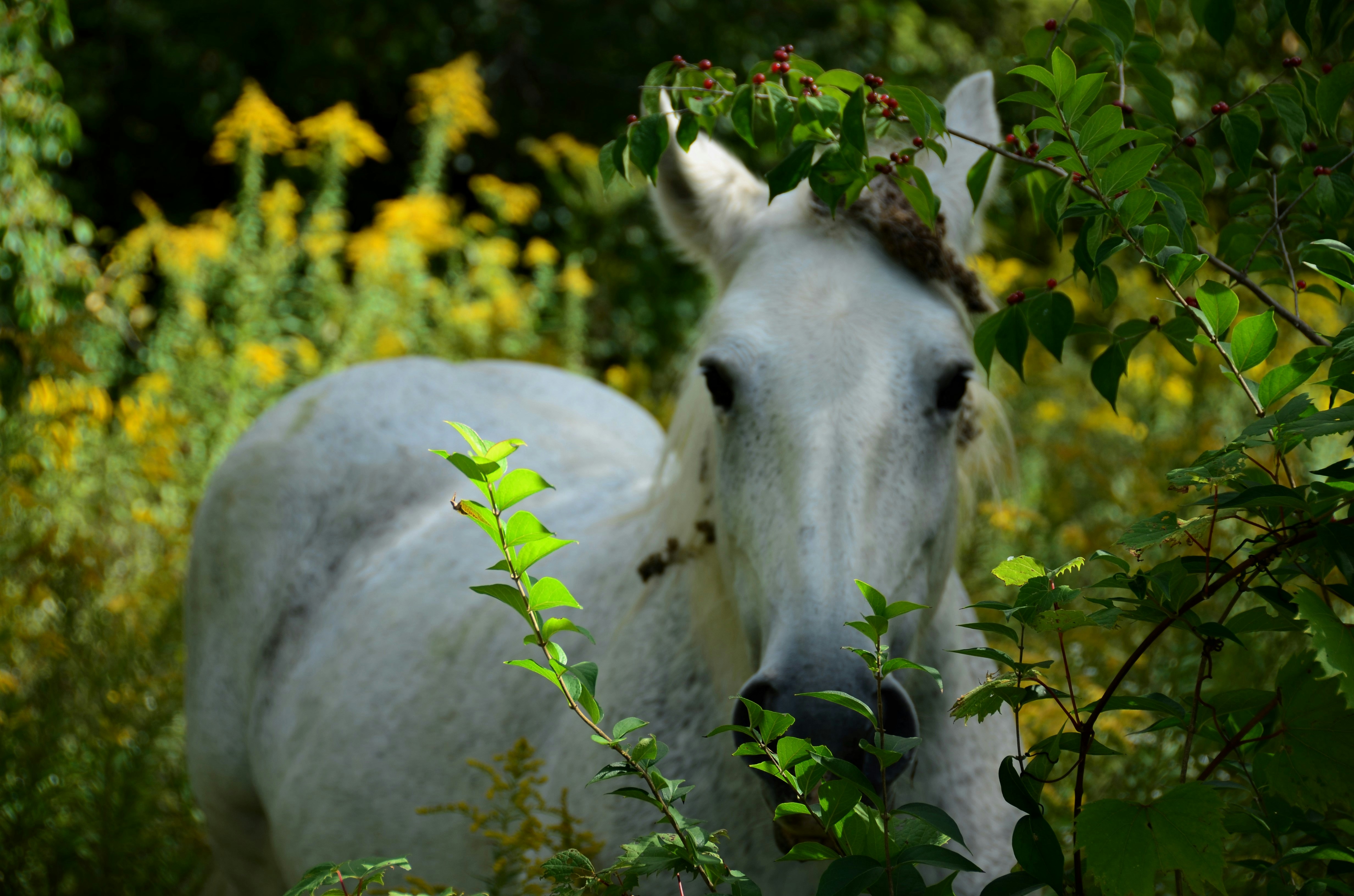White horse in weed field