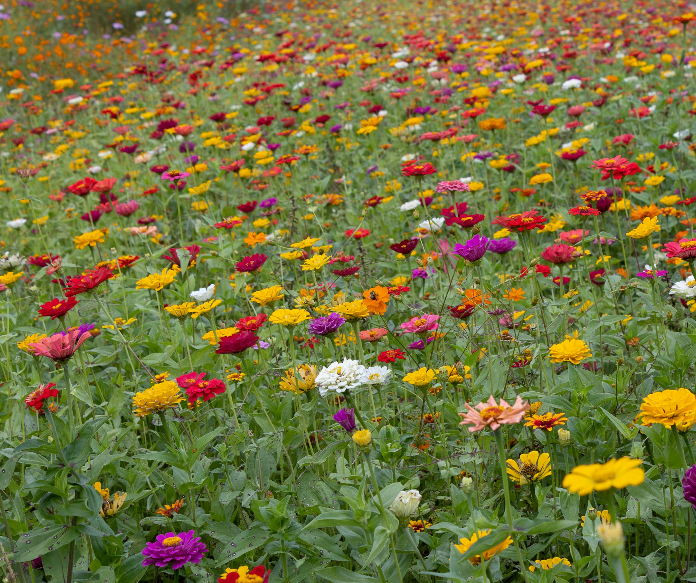 Un champ de fleurs colorées photo – Image gratuite de Les champs du ...