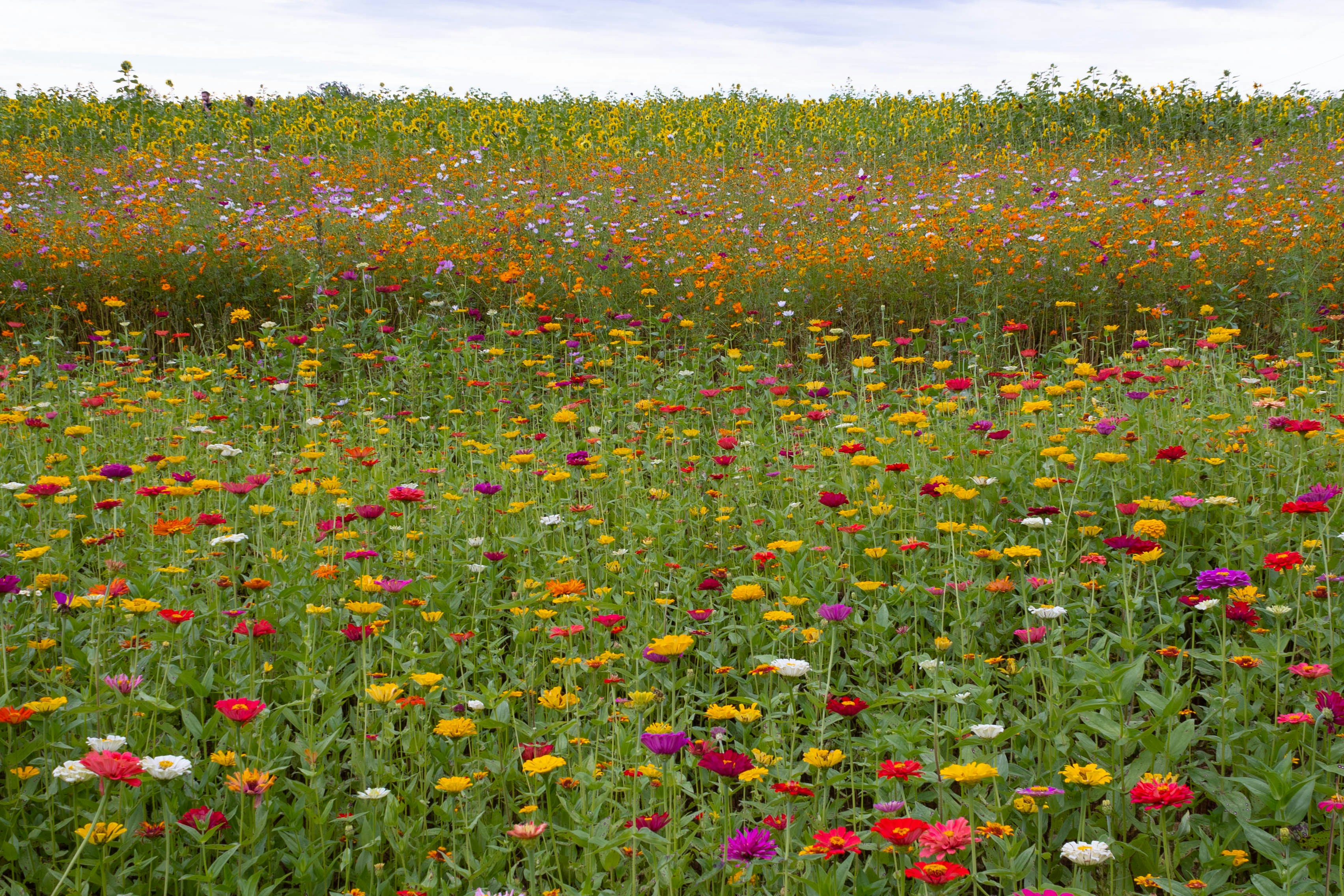 A field of colorful flowers photo – Free The fields at sunflower trail ...