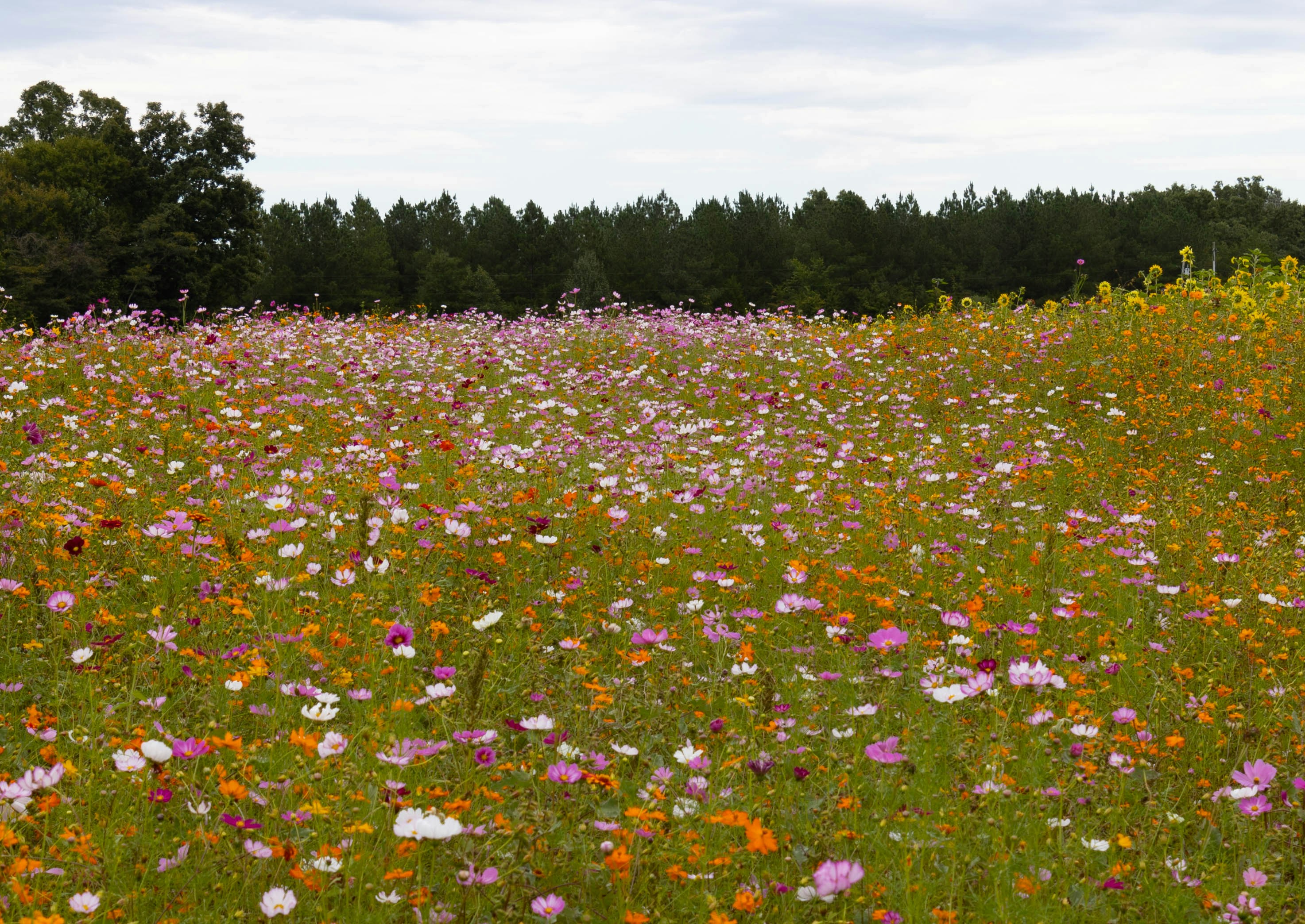 Colorful Prairie Quilt: Wildflowers Stretch Toward a Pine-Horizon Edge