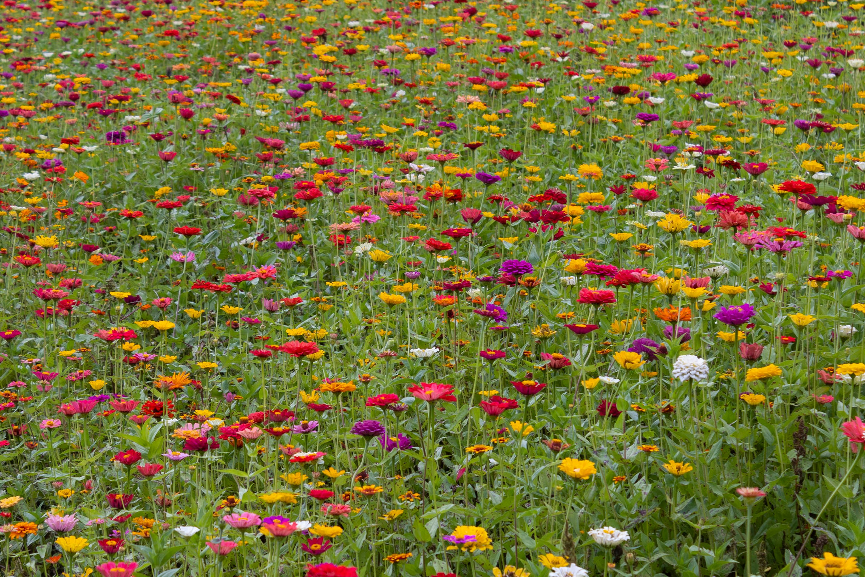 A field of colorful flowers photo – Free The fields at sunflower trail ...