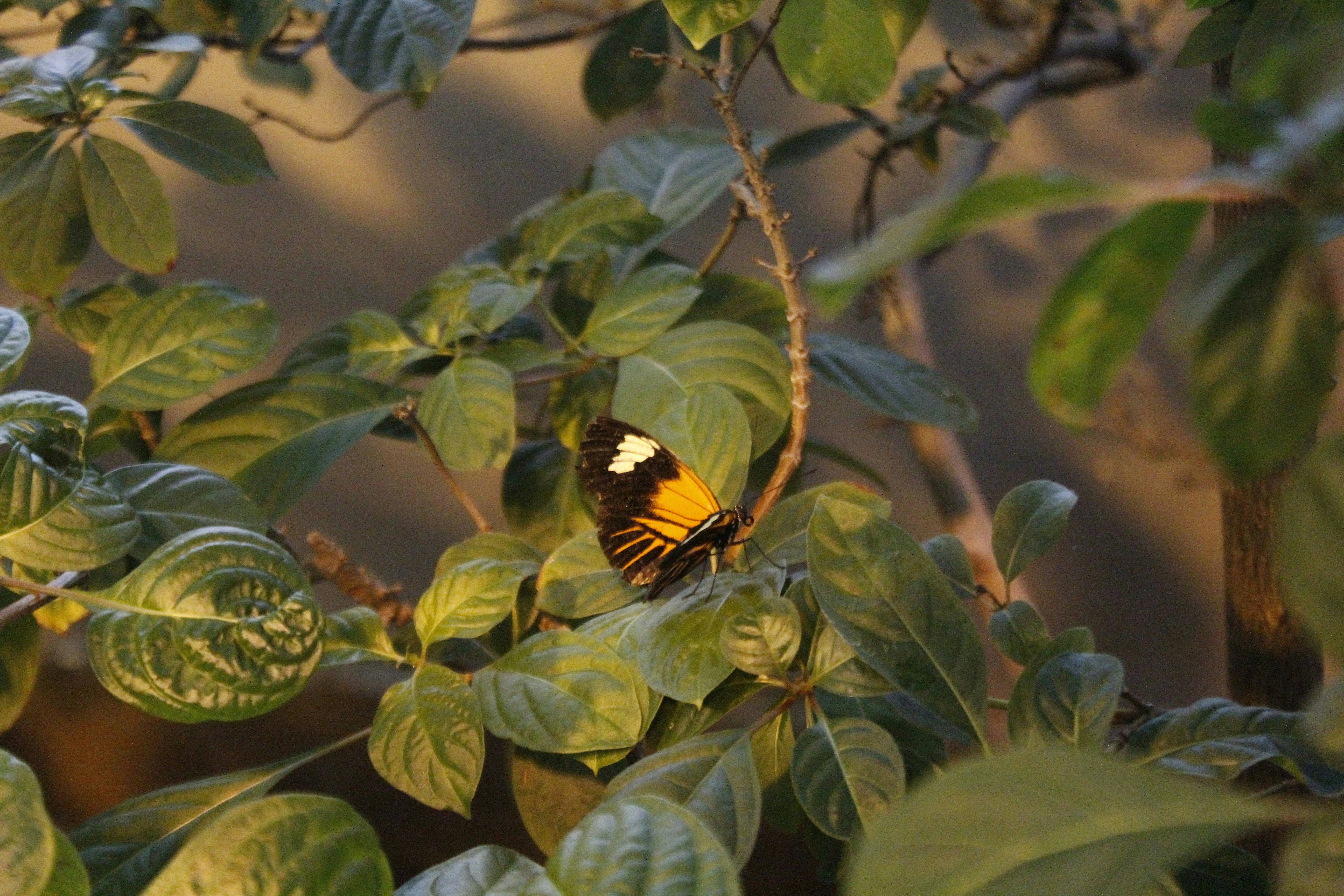 Butterfly on a sunlit Eave: An Ember of Orange In a Quiet Foliage