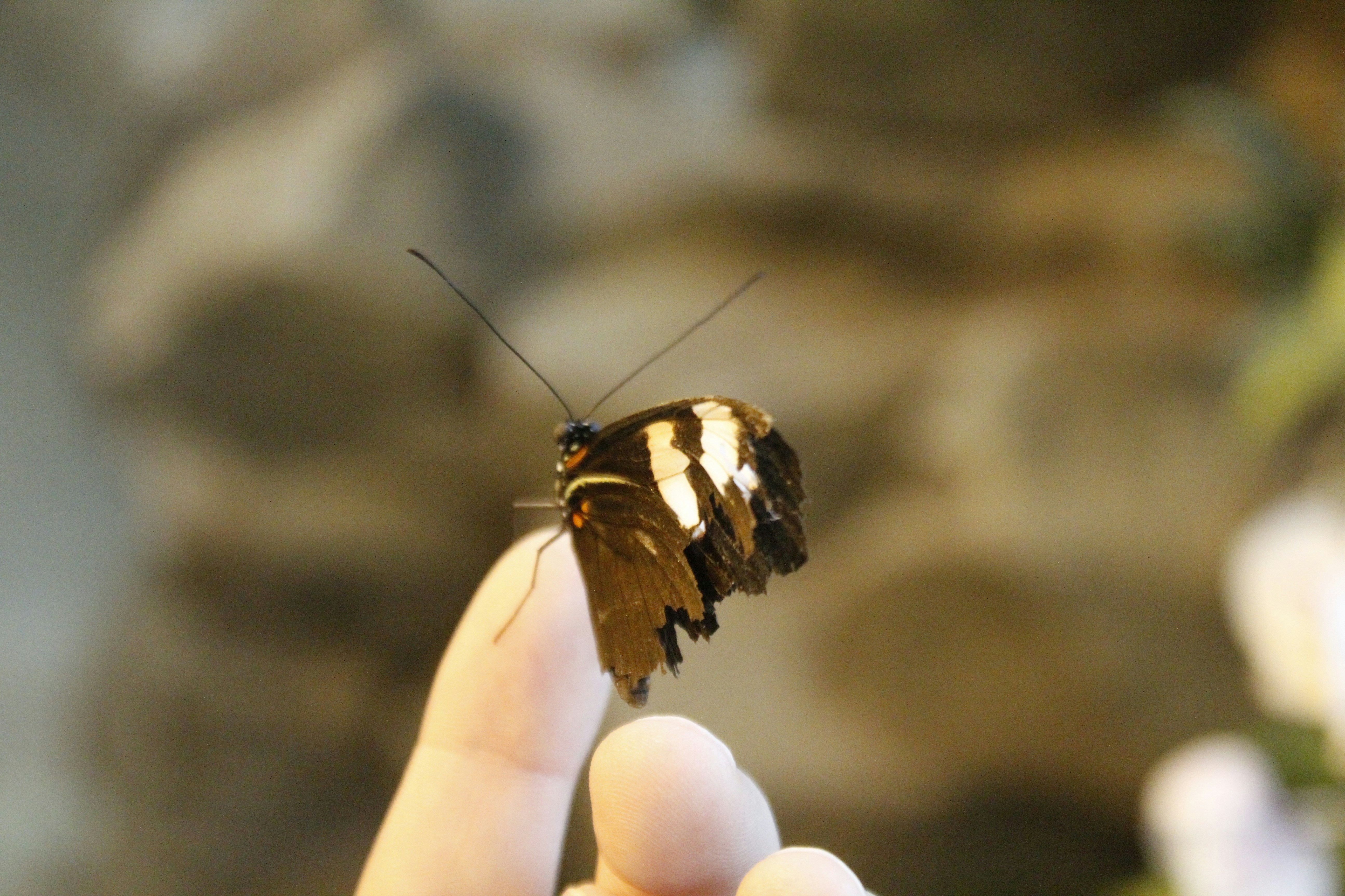 a butterfly on a finger