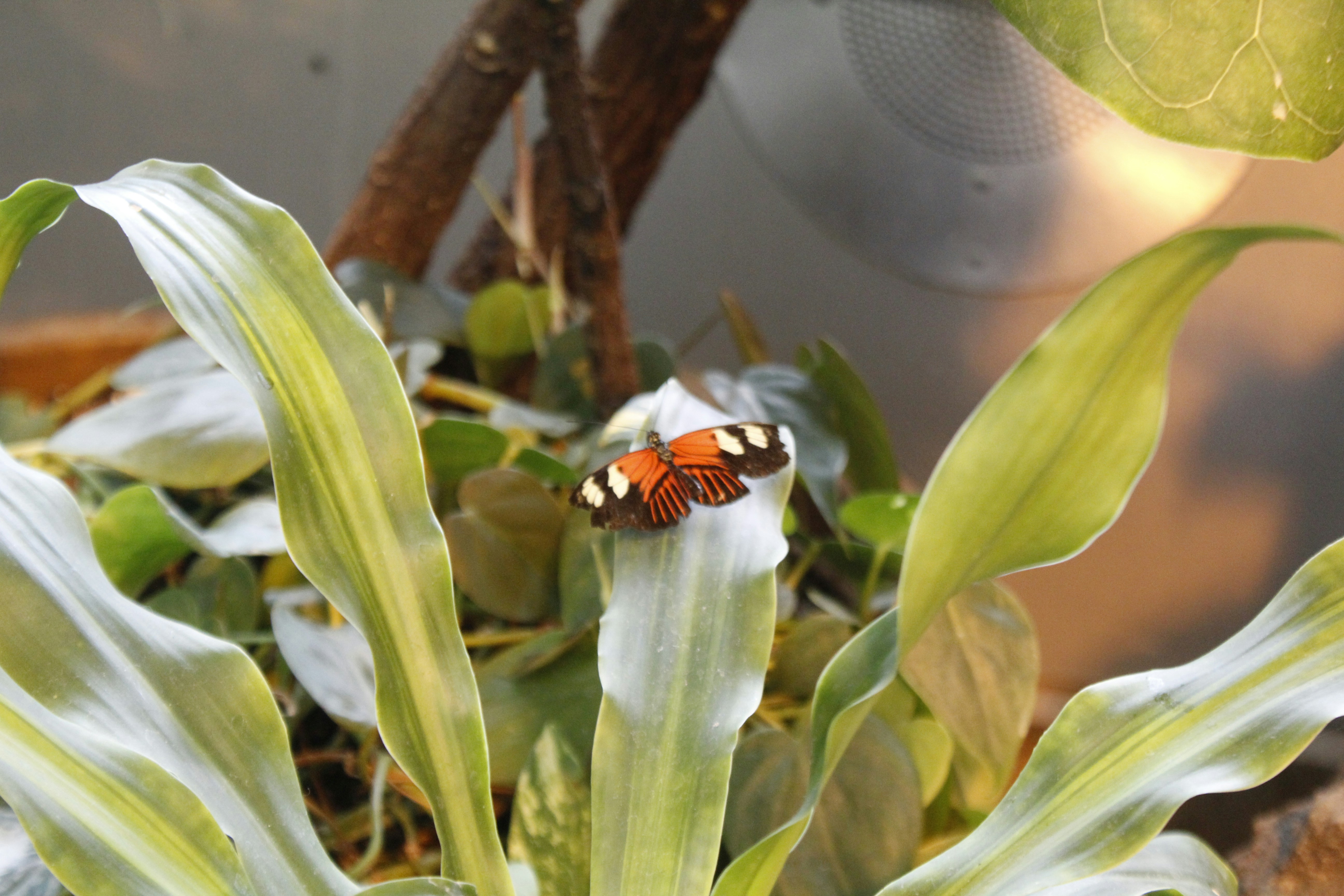 Painted Lady Perch Among Curved Green Leaves in a Glasshouse