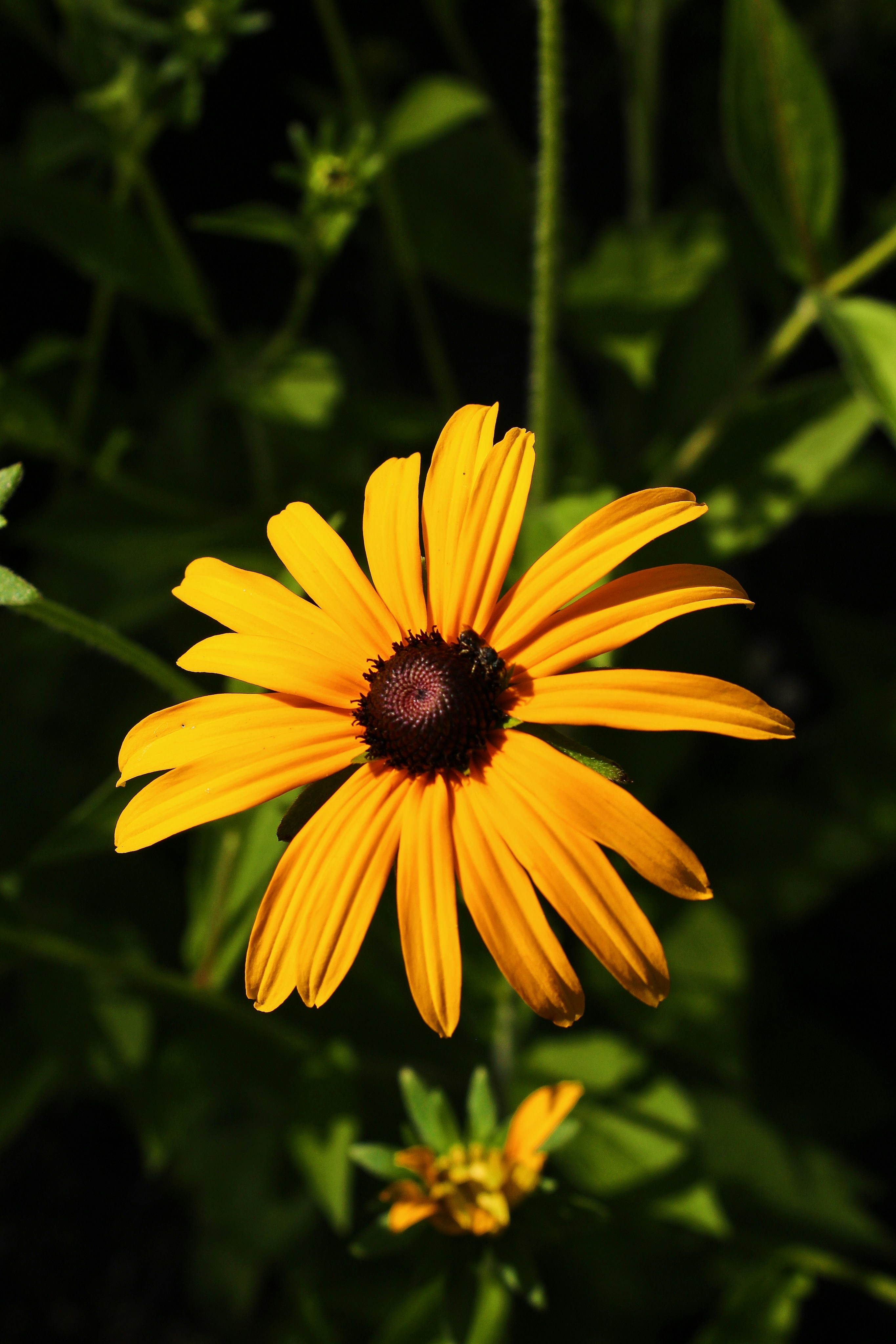Foto Una flor amarilla con hojas verdes – Imagen Jardín Botánico de la ...