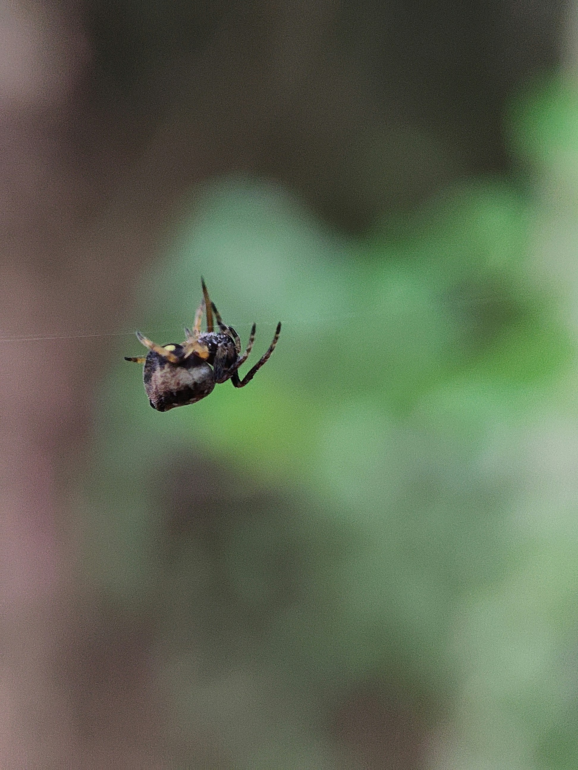 A spider elegantly suspended in its web, showcasing intricate details against a softly blurred green background.