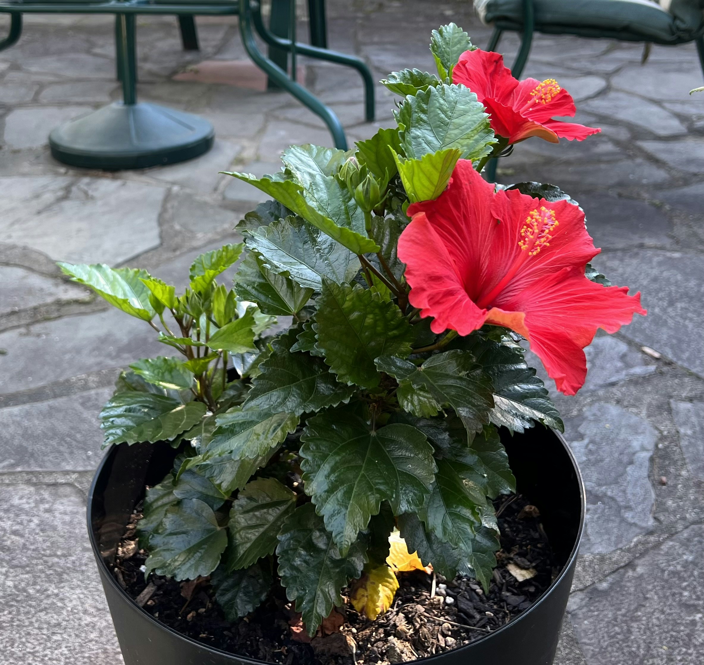 a plant in a pot