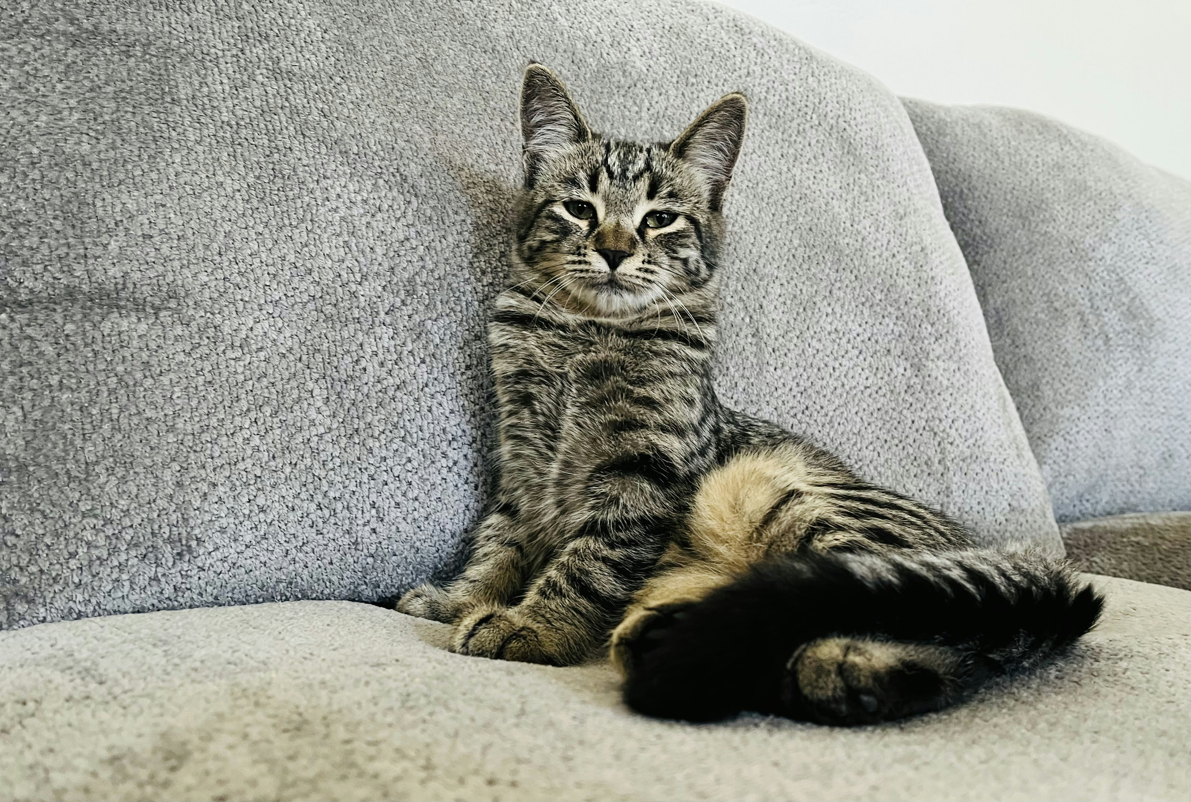Foto zum Thema Eine Katze sitzt auf einer Couch – Kostenloses Bild zu ...