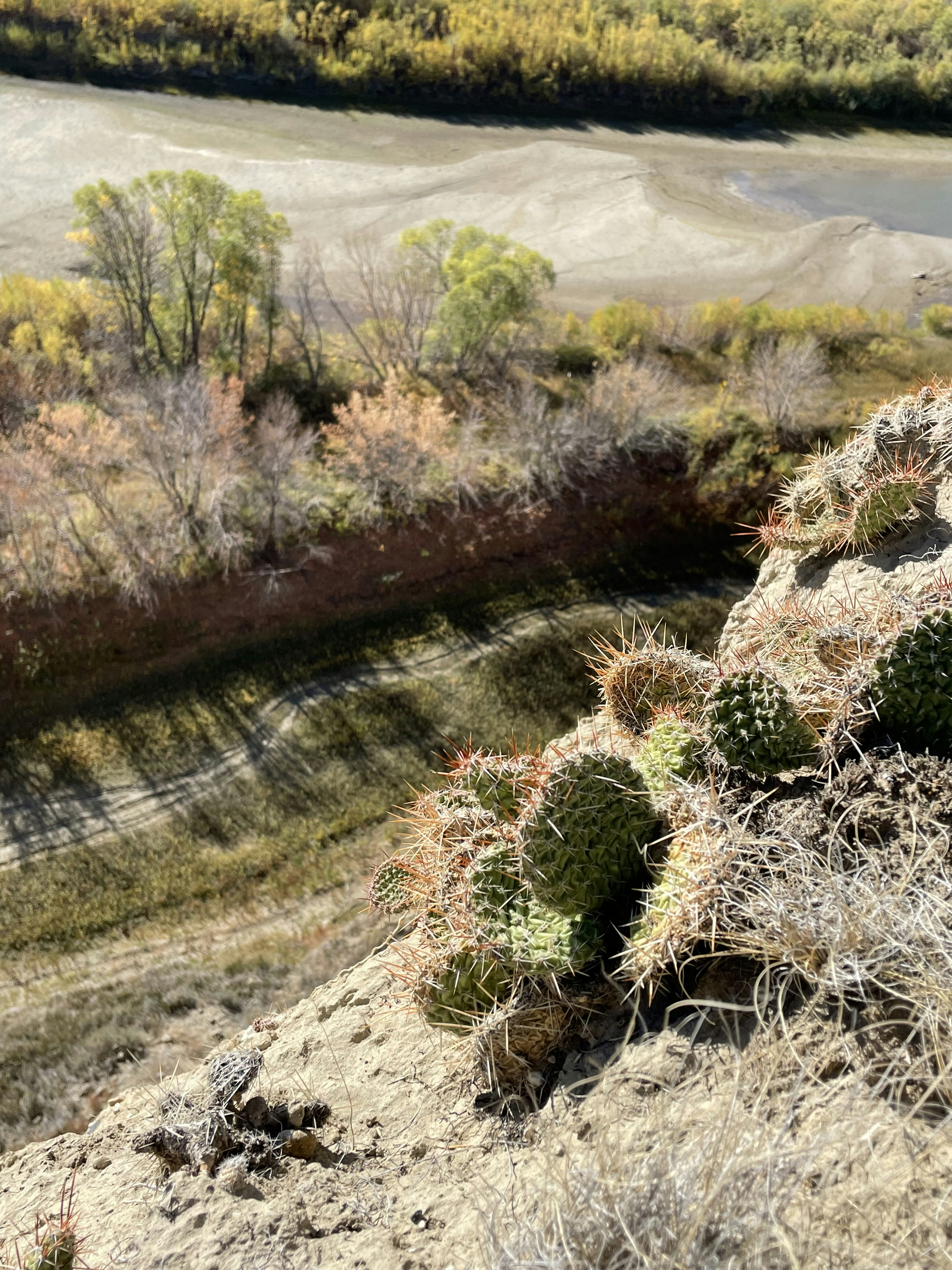 Cliffside Cactus: Sunlit Spines Over a Quiet Valley