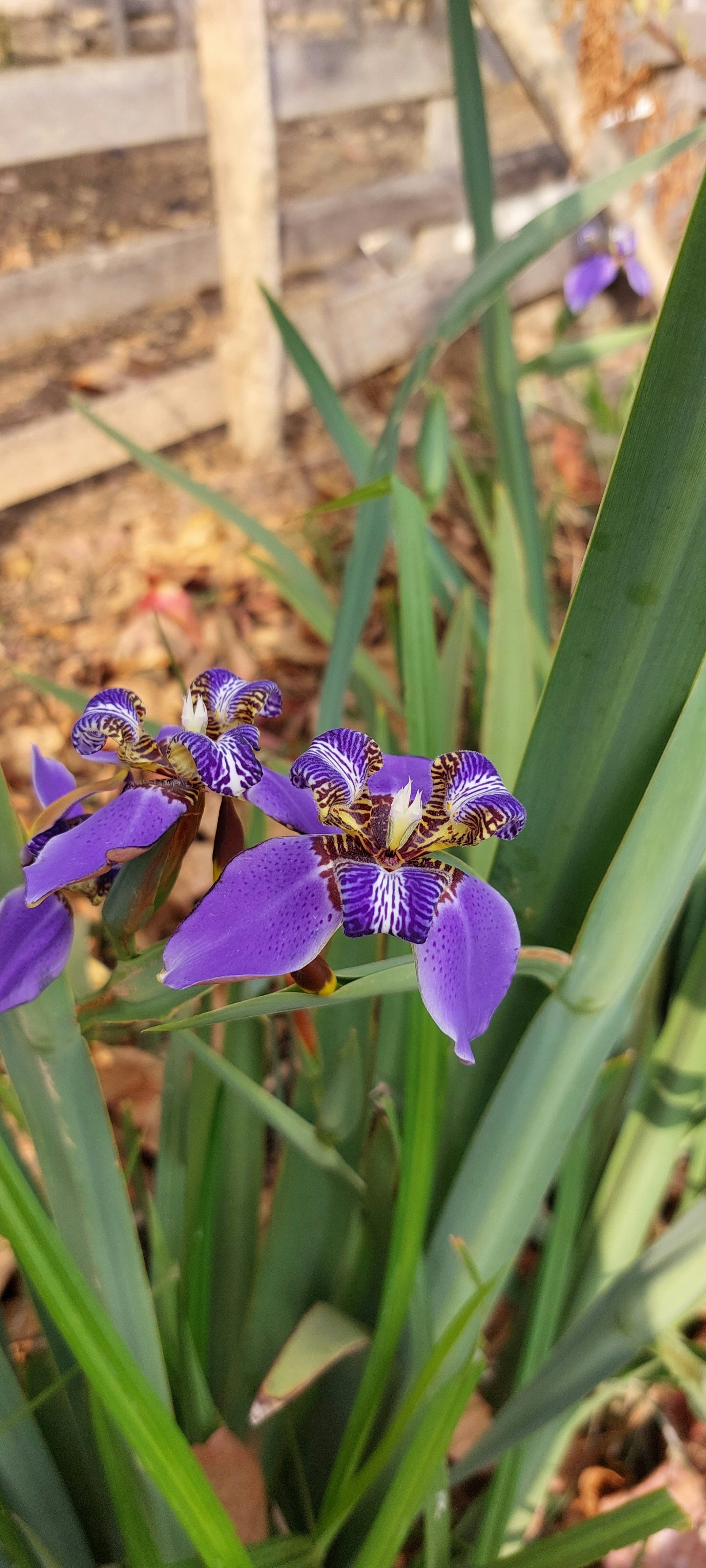 A close up of a purple flower photo – Free Santana de cataguases Image ...