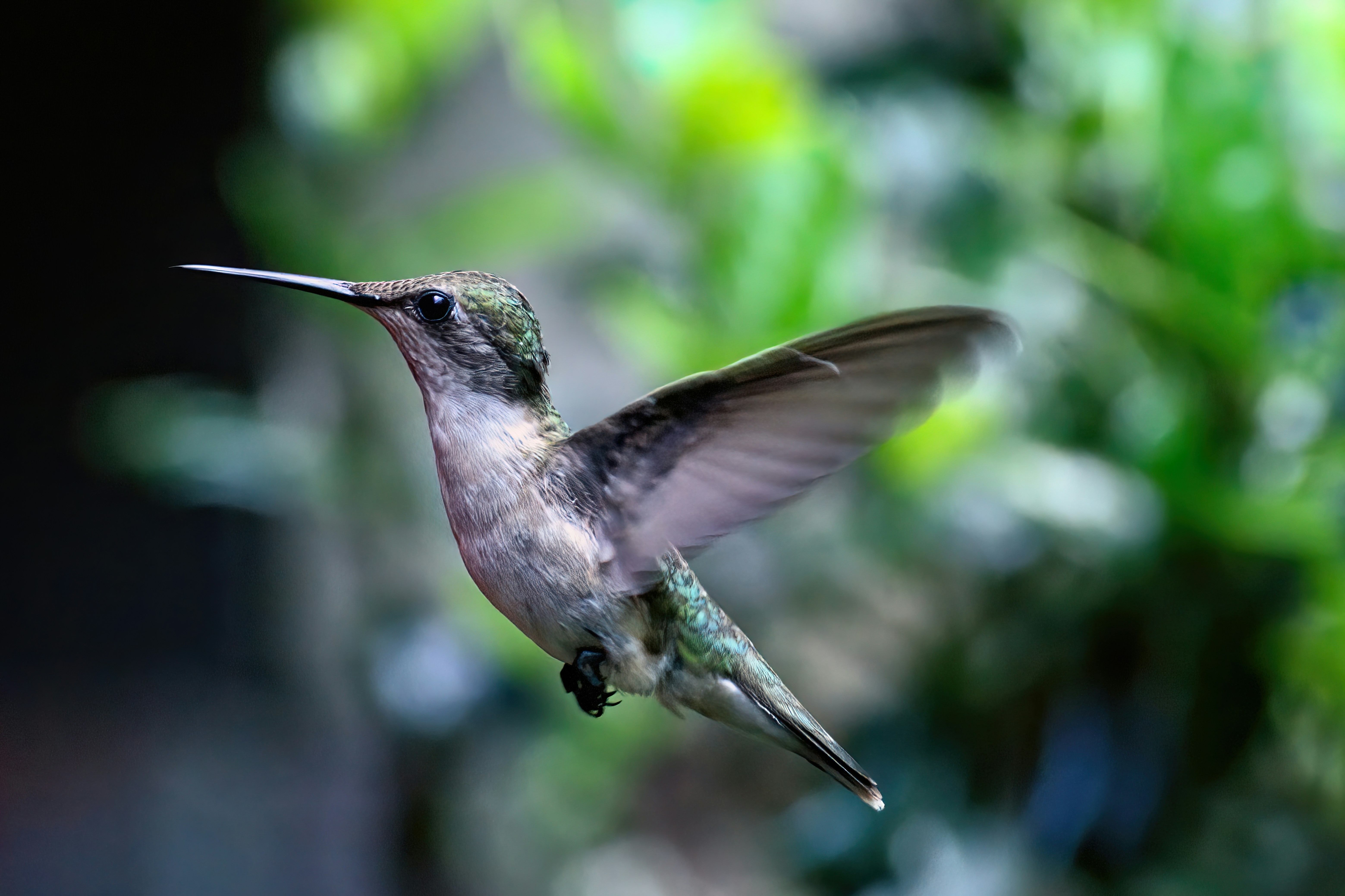 Foto Un colibrí volando en el aire – Imagen Pájaro gratis en Unsplash