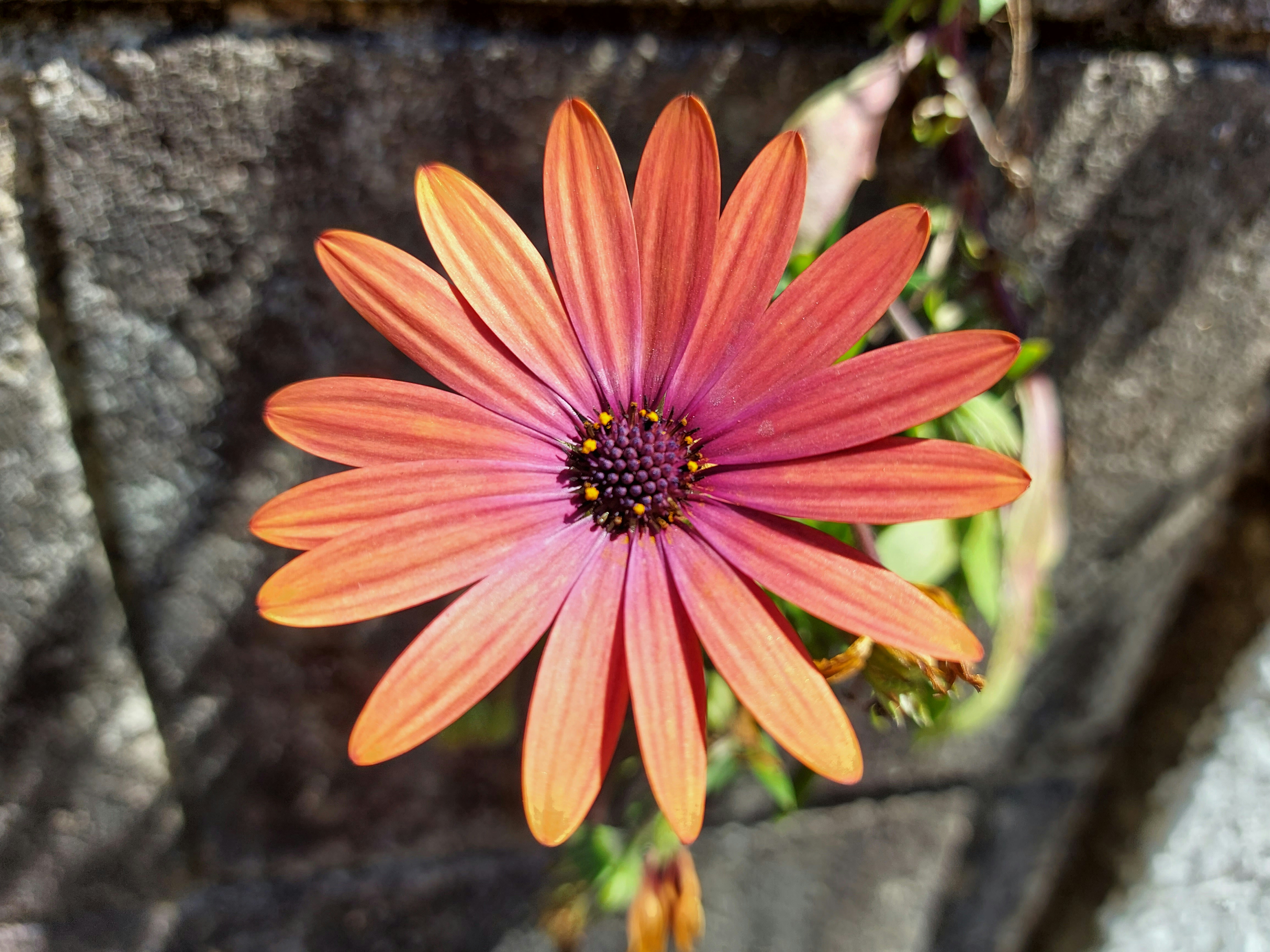 A vibrant orange and pink flower with elongated petals, showcasing intricate details against a textured stone background.