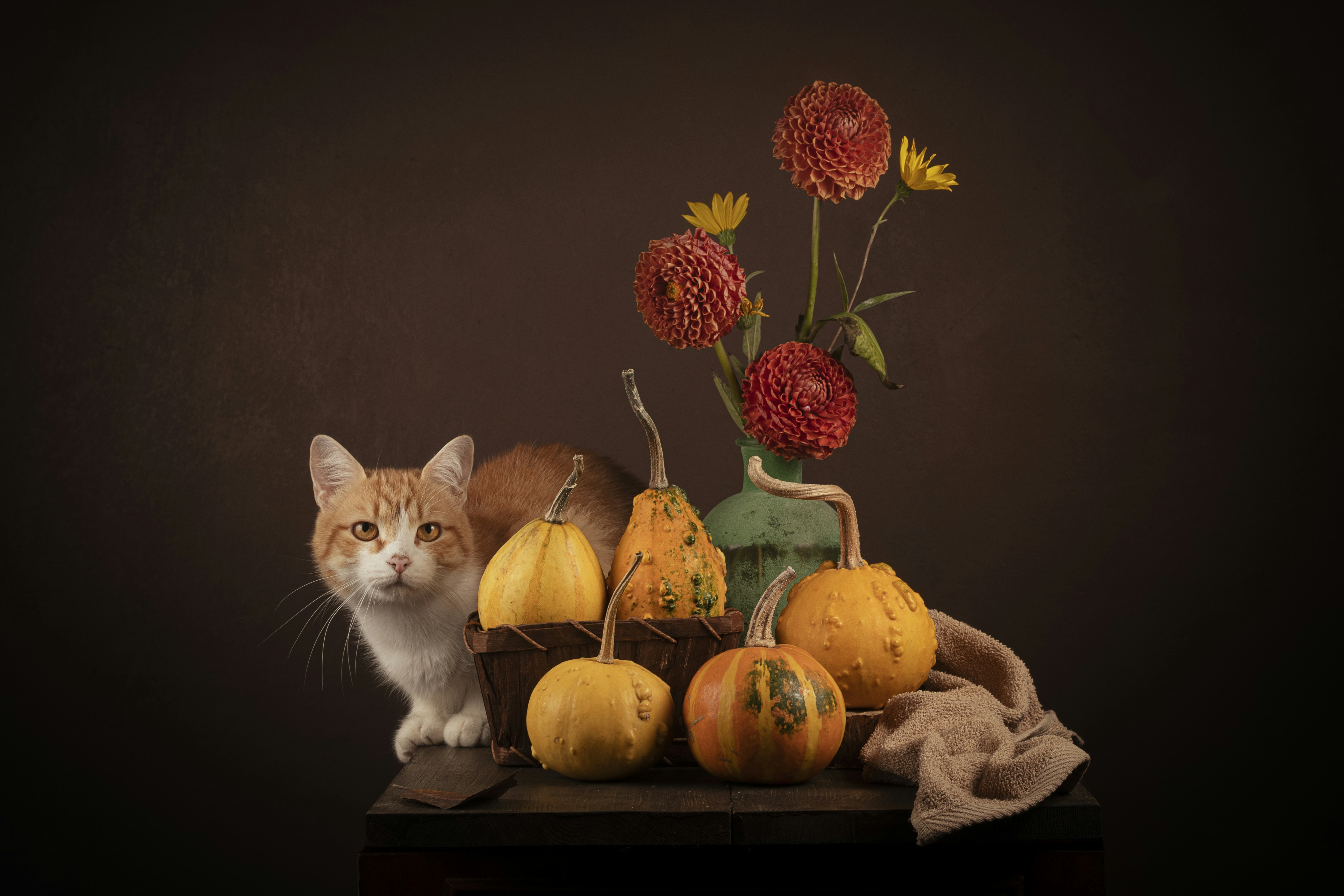 Curious Kitten Amid Autumn Pumpkins and Red Dahlias in a Moody Still Life