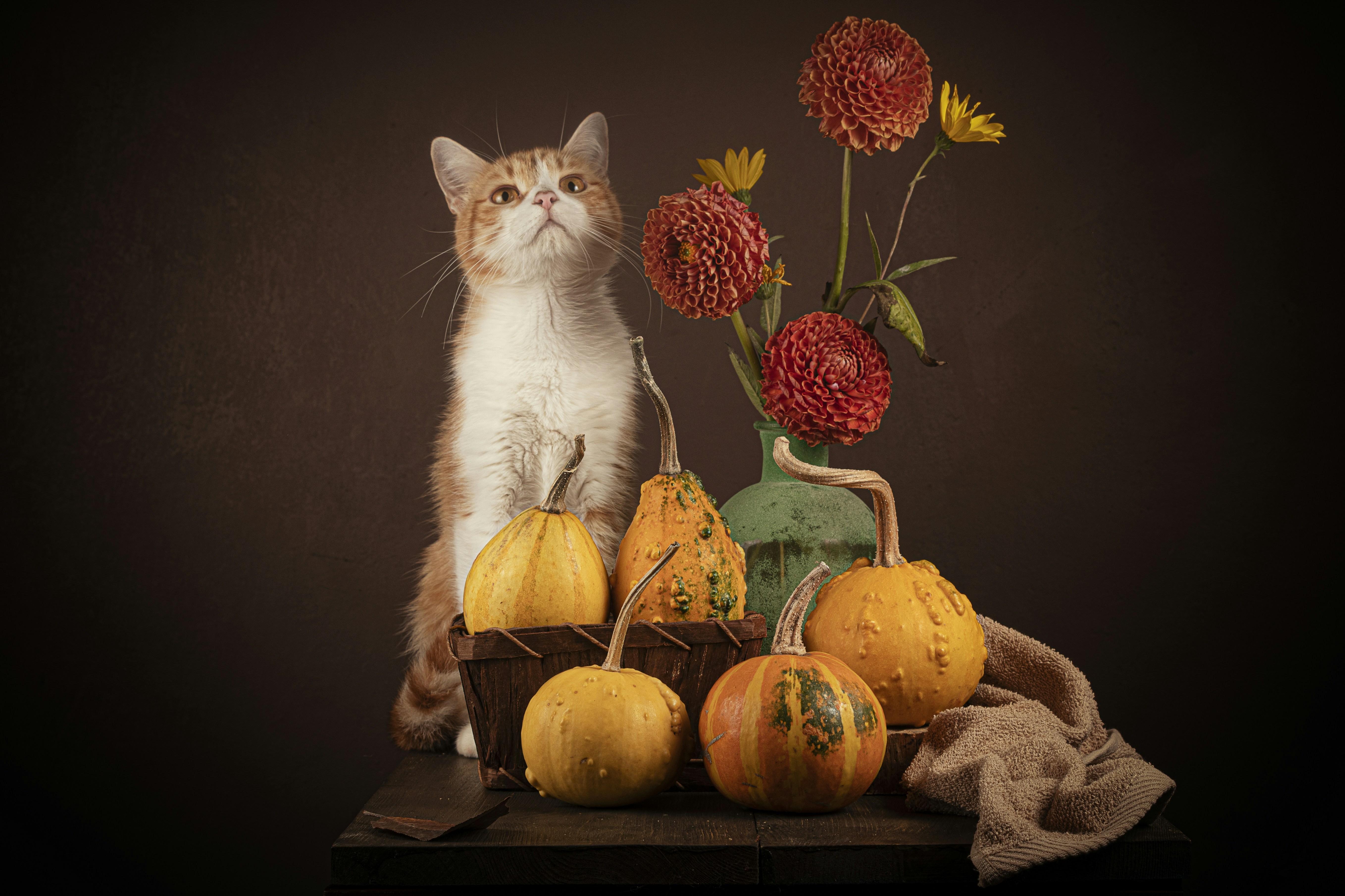 Curious Cat Among Autumn Pumpkins and Crimson Blooms