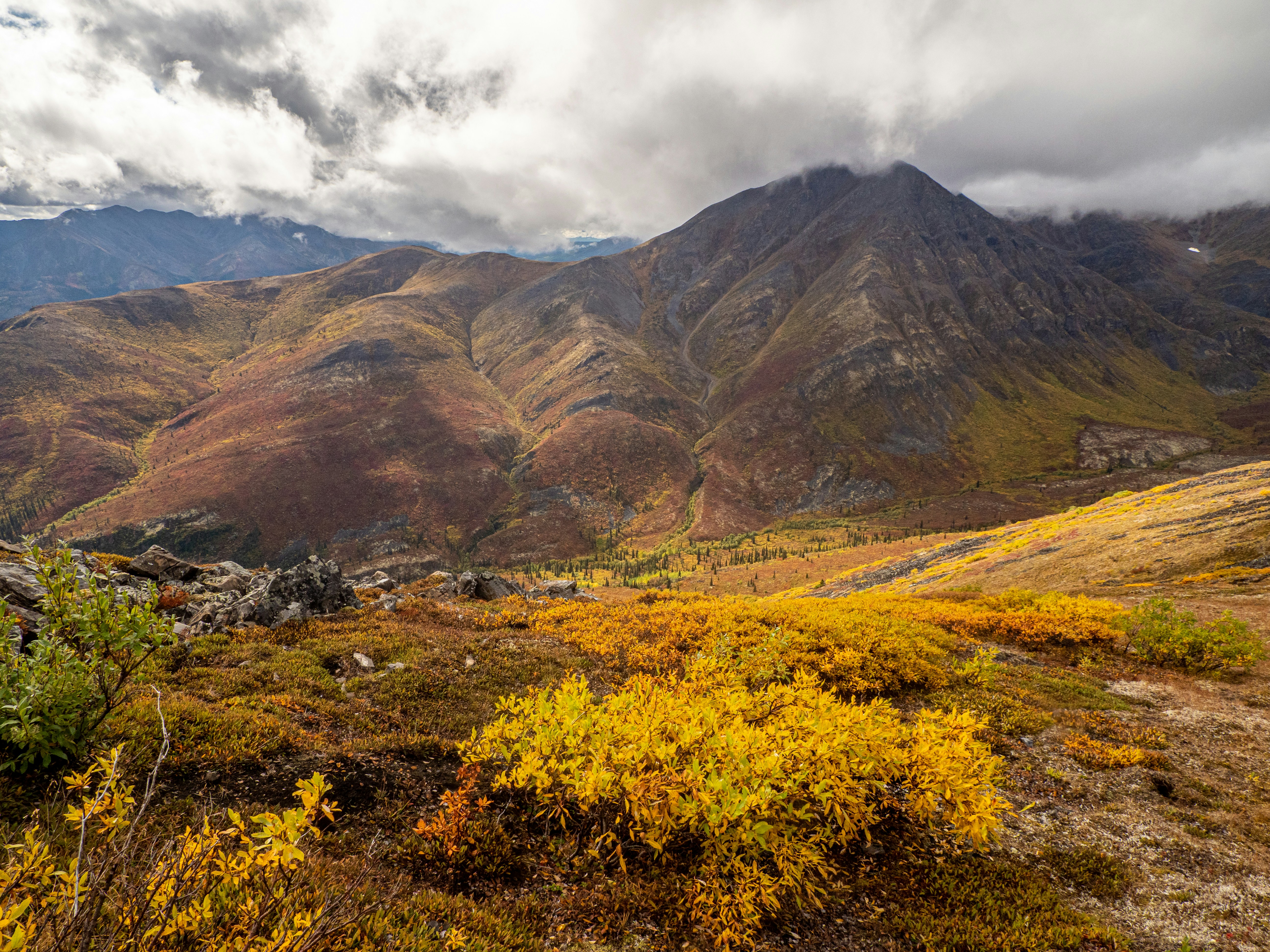 Vibrant yellow foliage covers rolling hills with a dramatic mountain backdrop under cloudy skies.