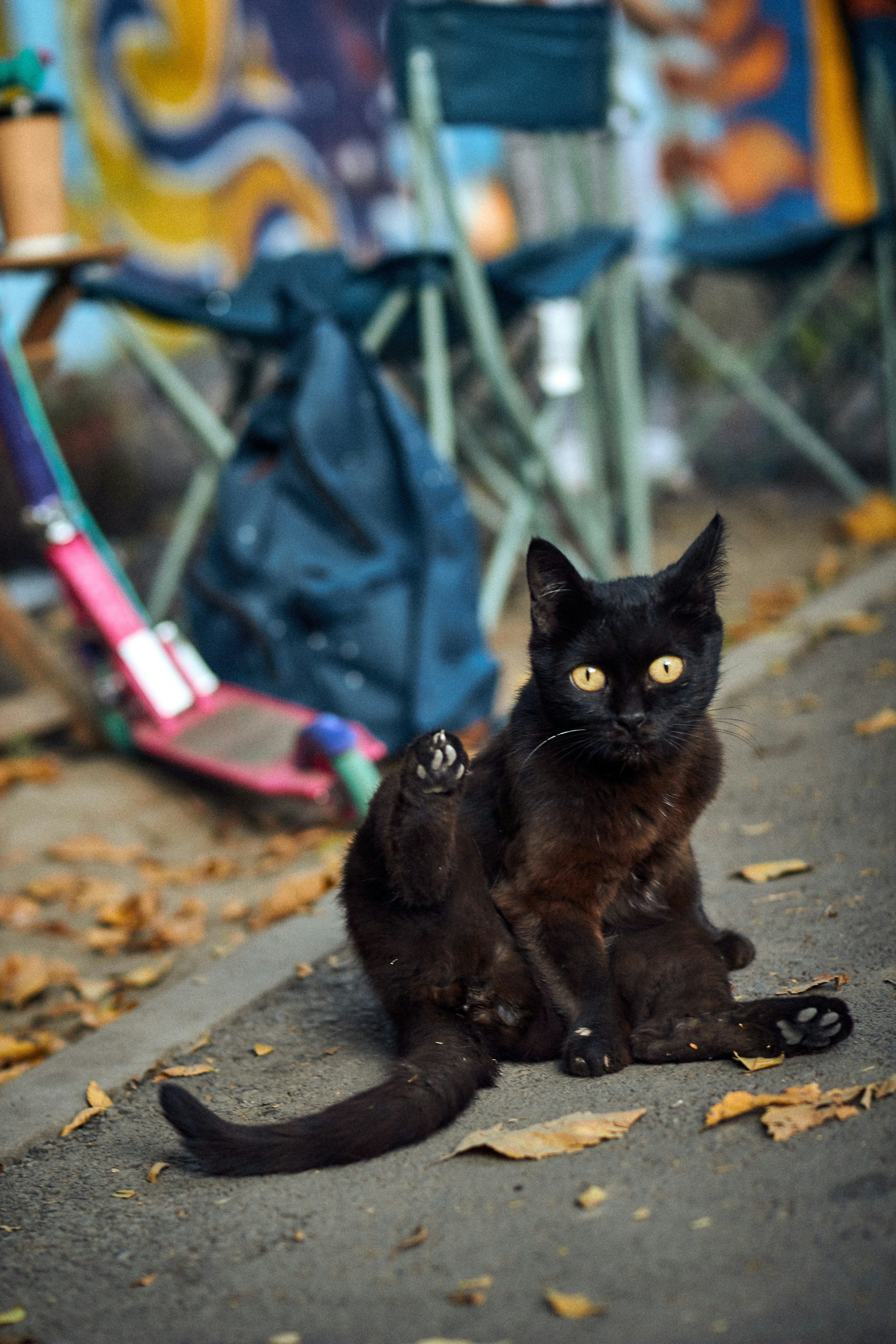 Midnight Muse: a curious black cat amid autumn chaos