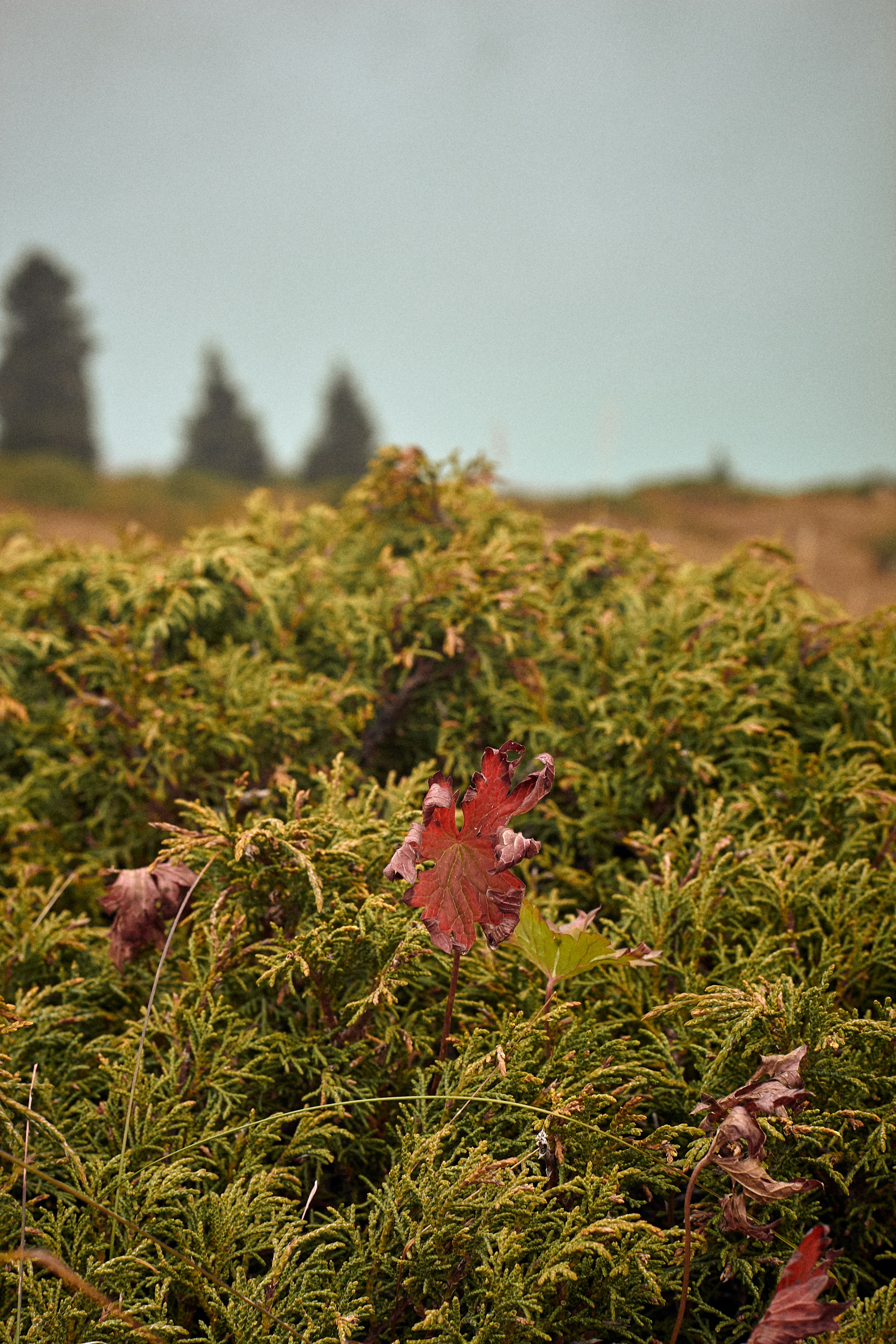 Red Maple in a Sea of Green: A Quiet Field Portrait
