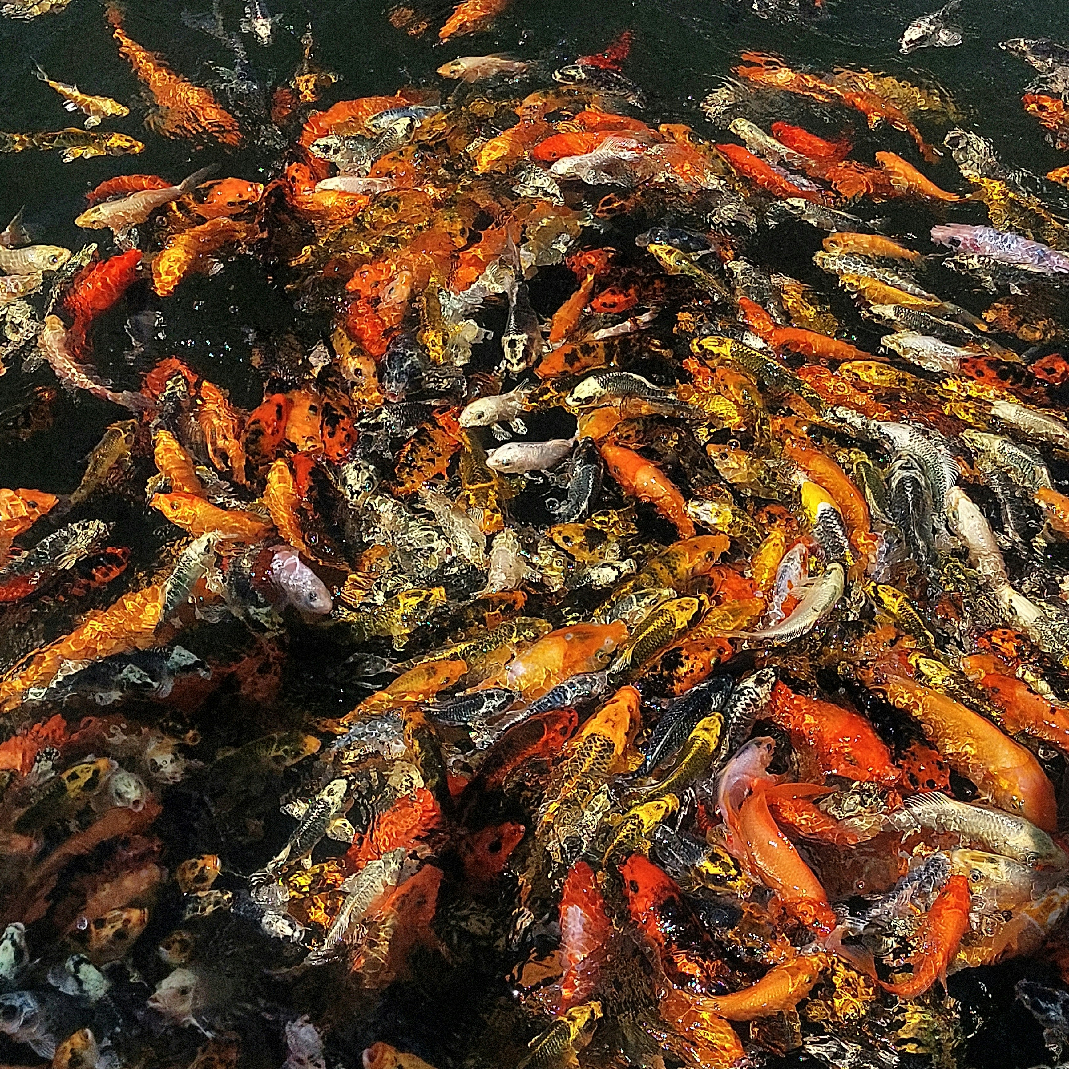 A close-up of a pond photo – Free Fish Image on Unsplash