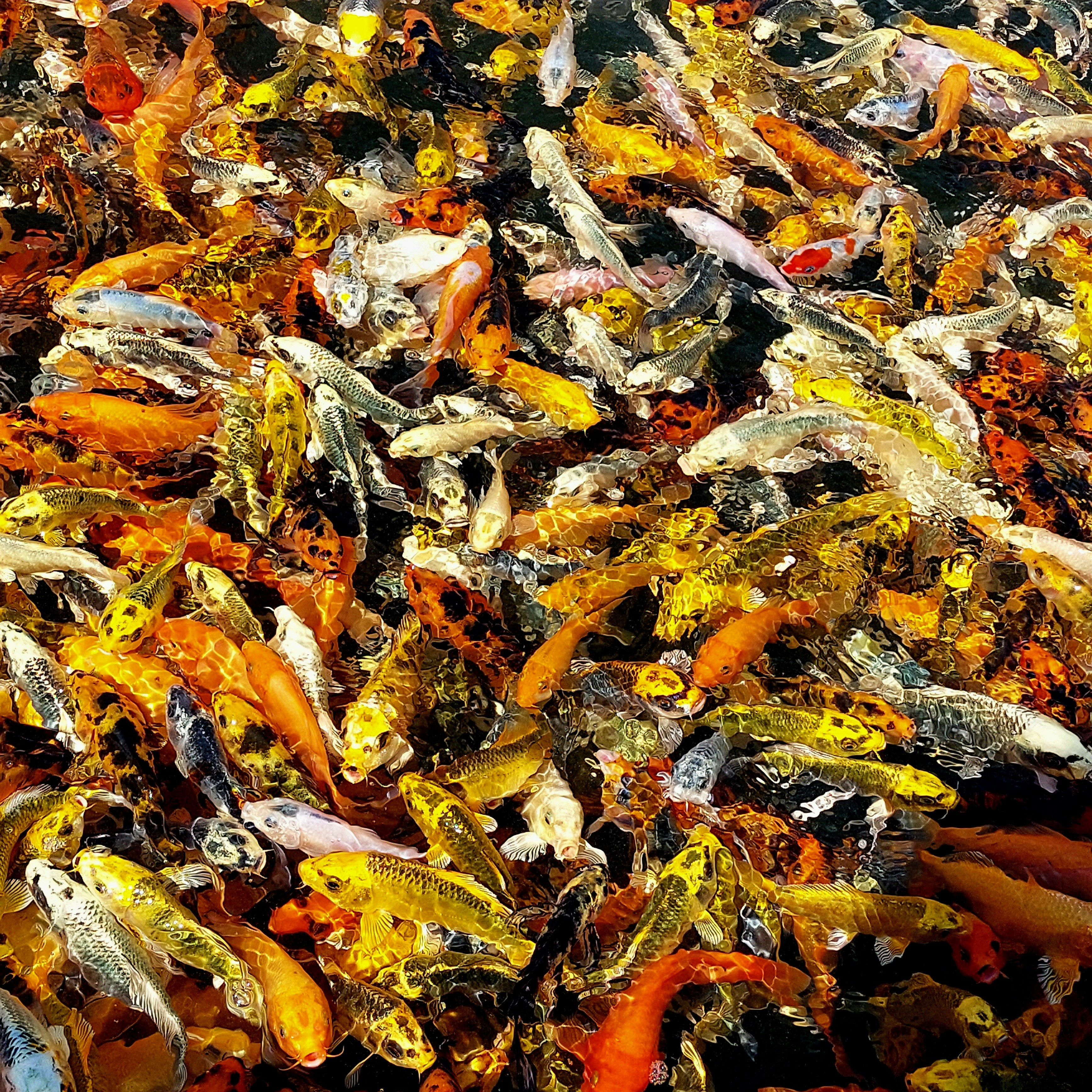 A close-up of some fish photo – Free Fish Image on Unsplash