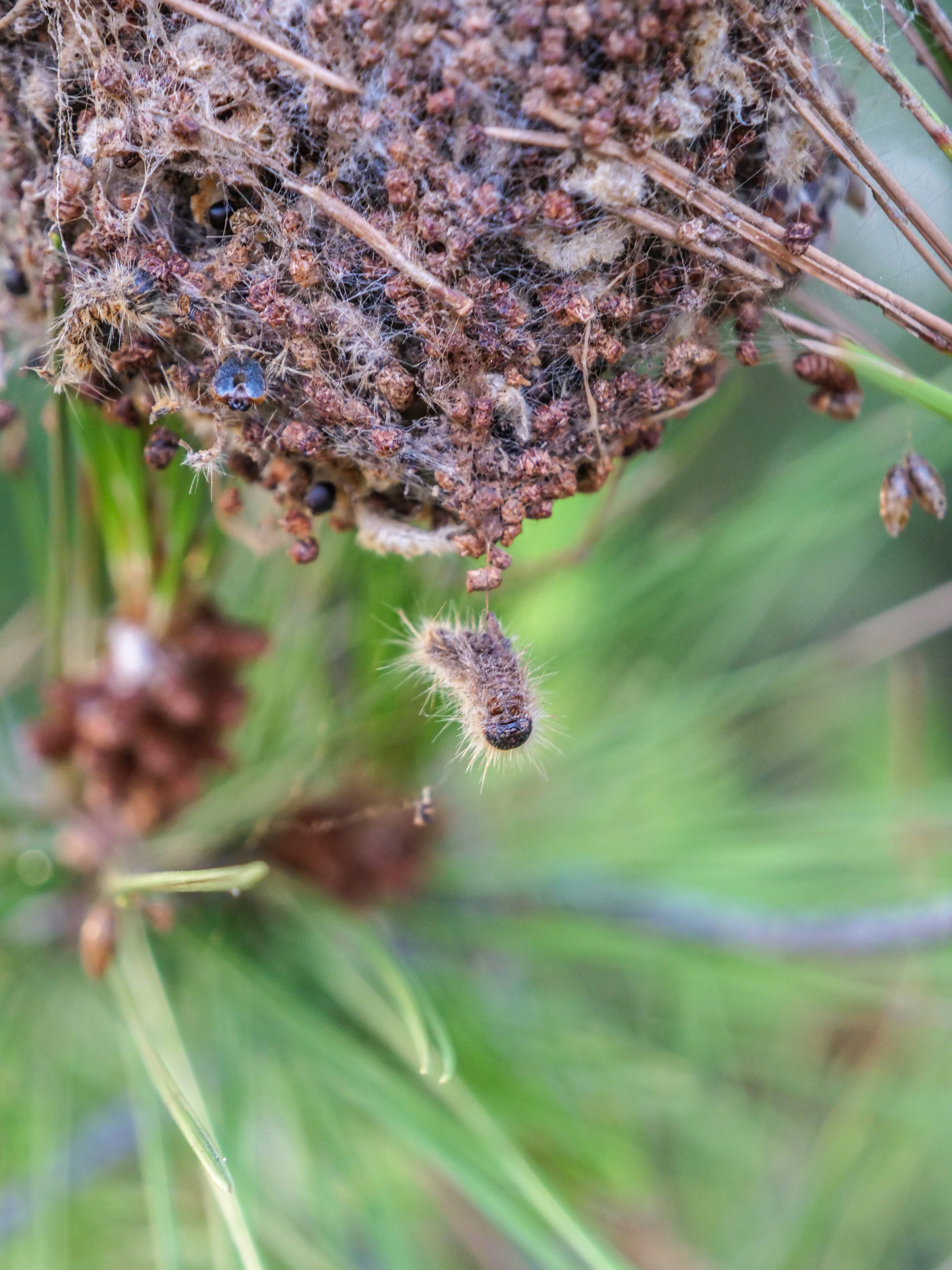 A close-up view of a caterpillar hanging from a nest made of plant material, surrounded by pine needles. The delicate details of the caterpillar and its environment are highlighted.