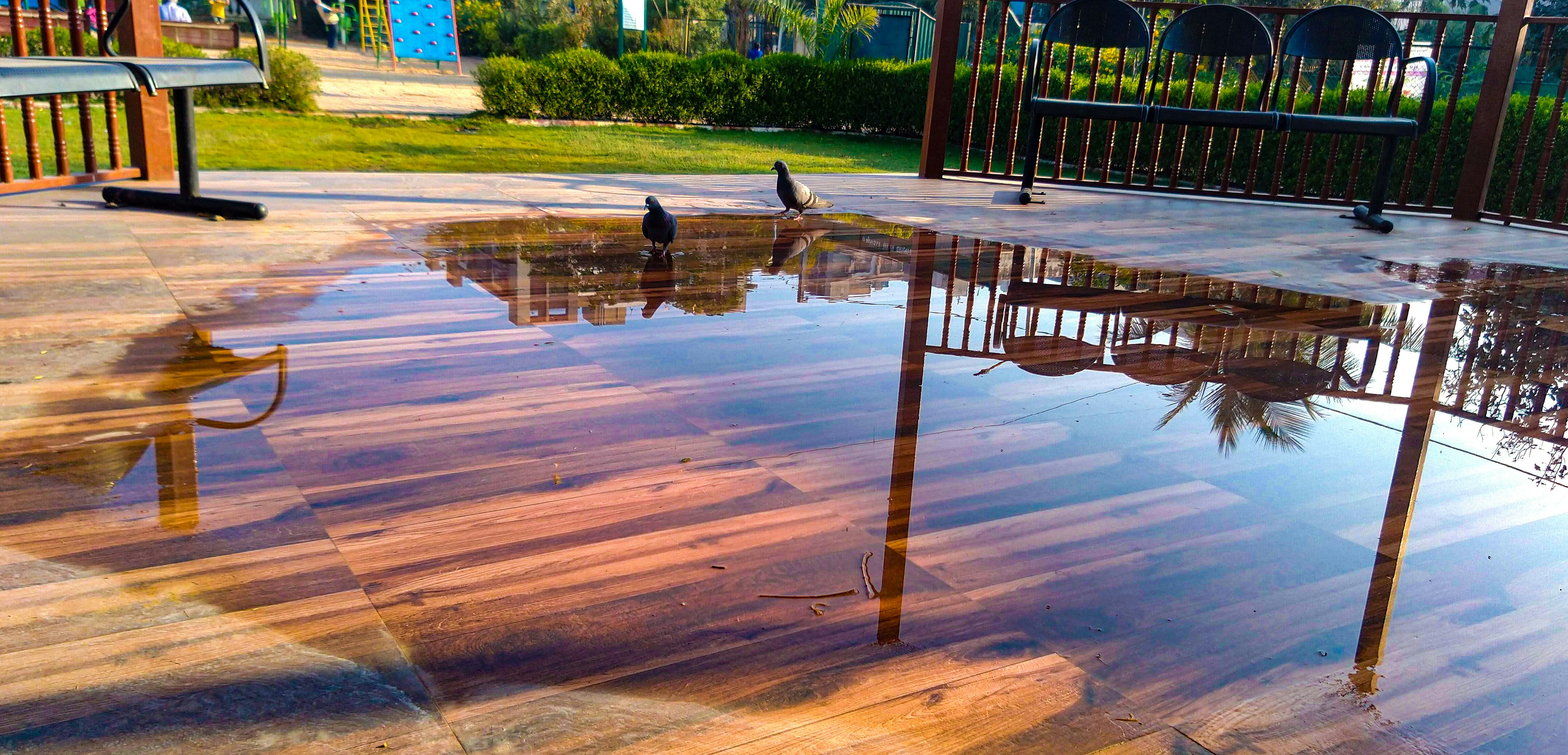 Two small birds stand on a shallow, reflective water surface beside a wooden deck in a sunlit park, their silhouettes mirrored on the water.