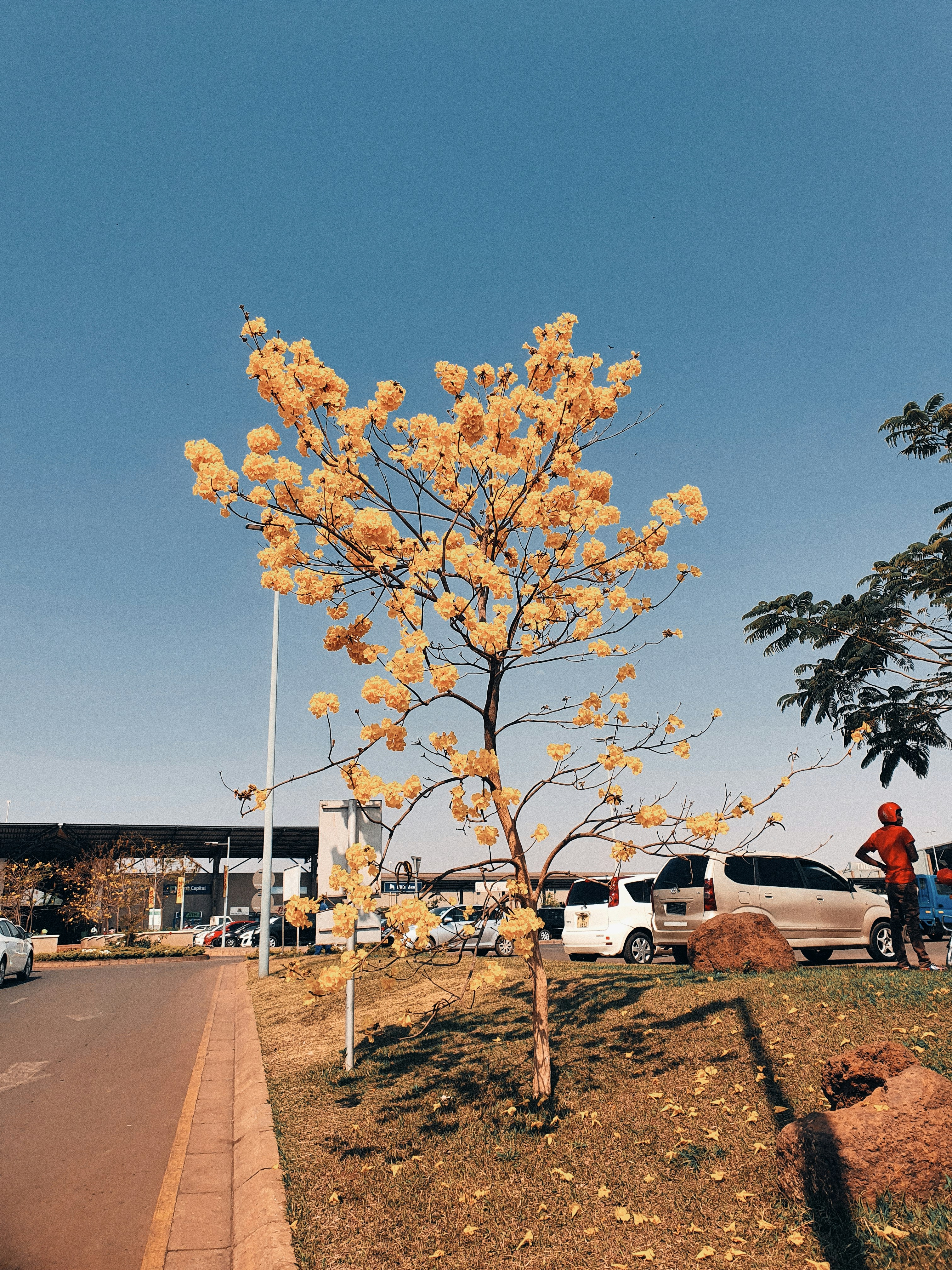 A vibrant yellow flowering tree stands prominently beside a road, with vehicles parked nearby under a clear blue sky.
