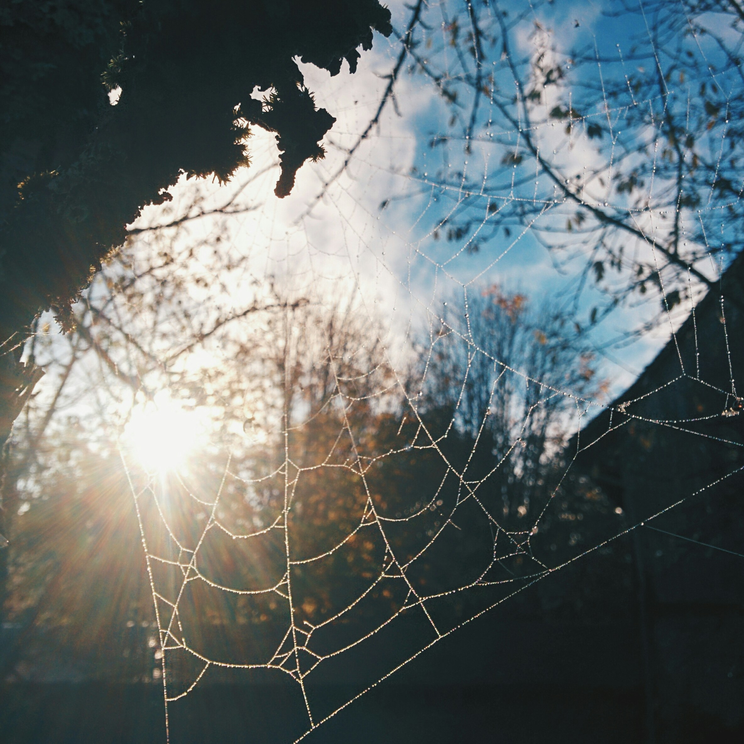 Sunlight piercing through a delicate spider web amid bare branches and a clear blue sky.